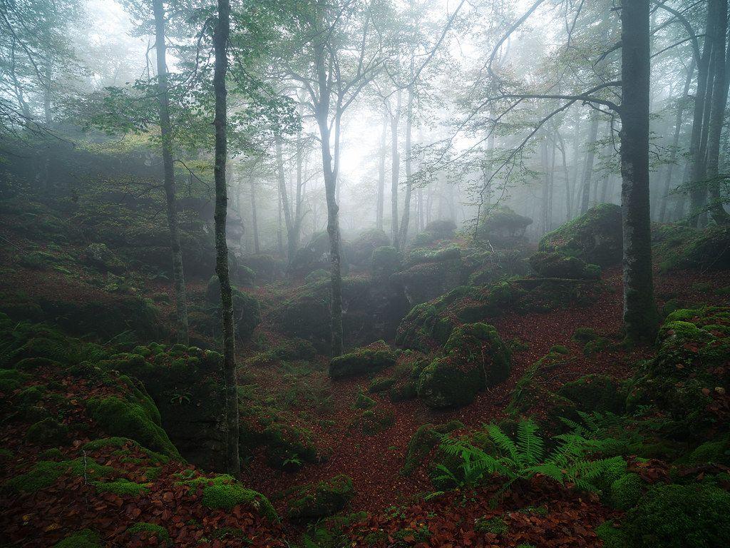 Old Growth Forest Wallpapers - Top Free Old Growth Forest Backgrounds ...