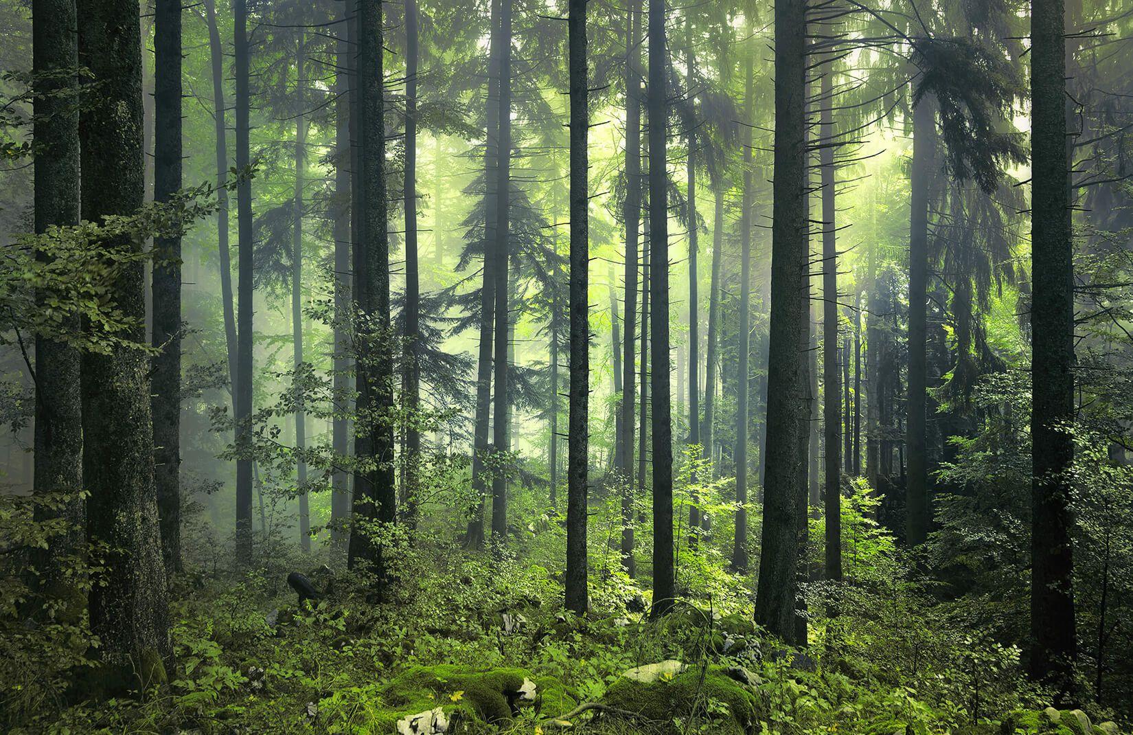 Old Growth Forest Wallpapers - Top Free Old Growth Forest Backgrounds ...