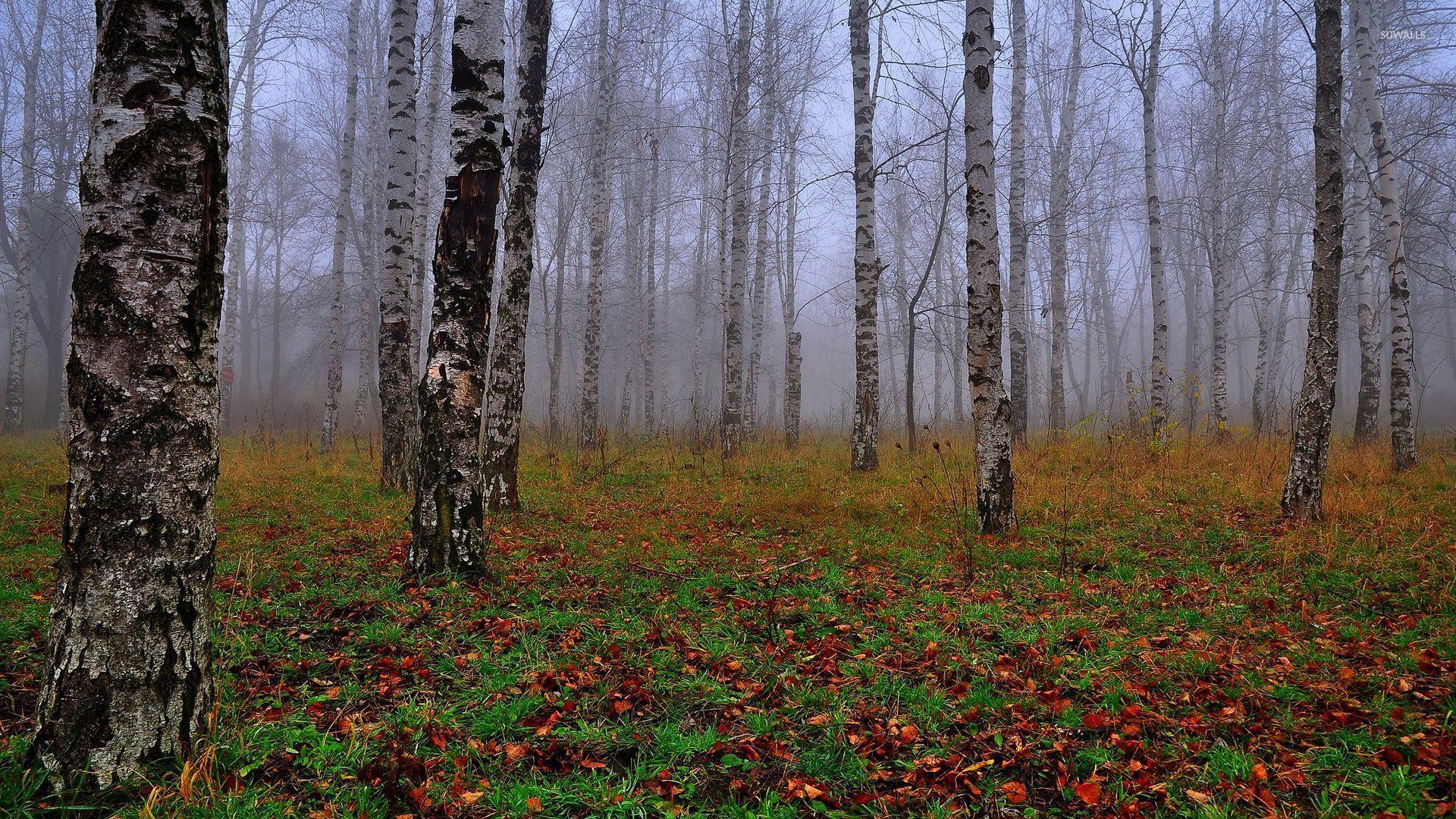 Birch Forest Wallpapers - Top Free Birch Forest Backgrounds ...