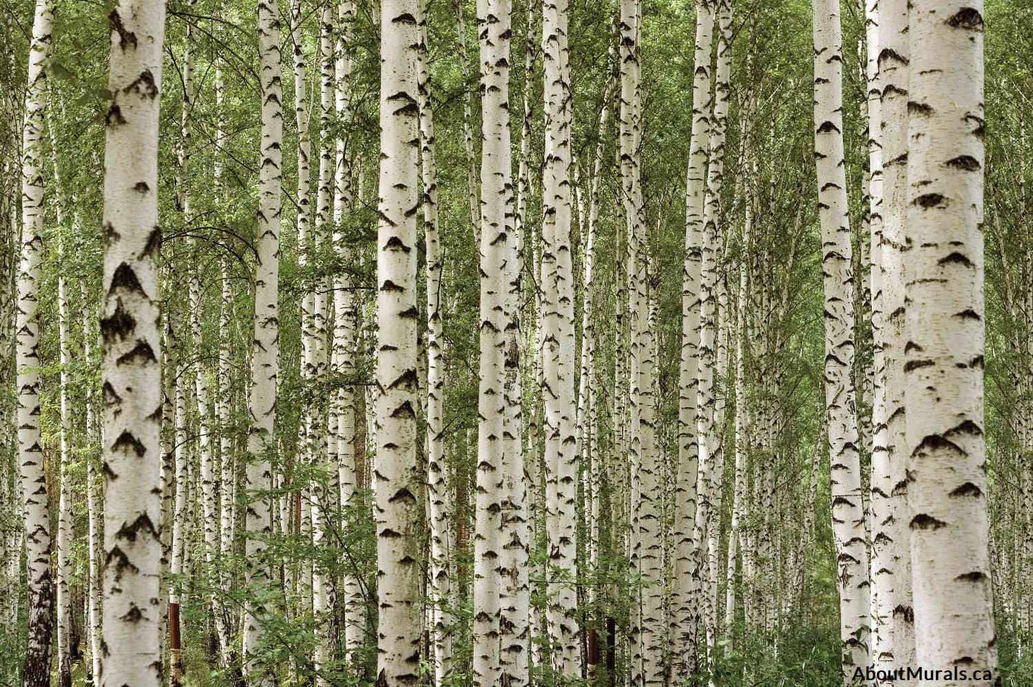 Birch Forest Wallpapers - Top Free Birch Forest Backgrounds ...