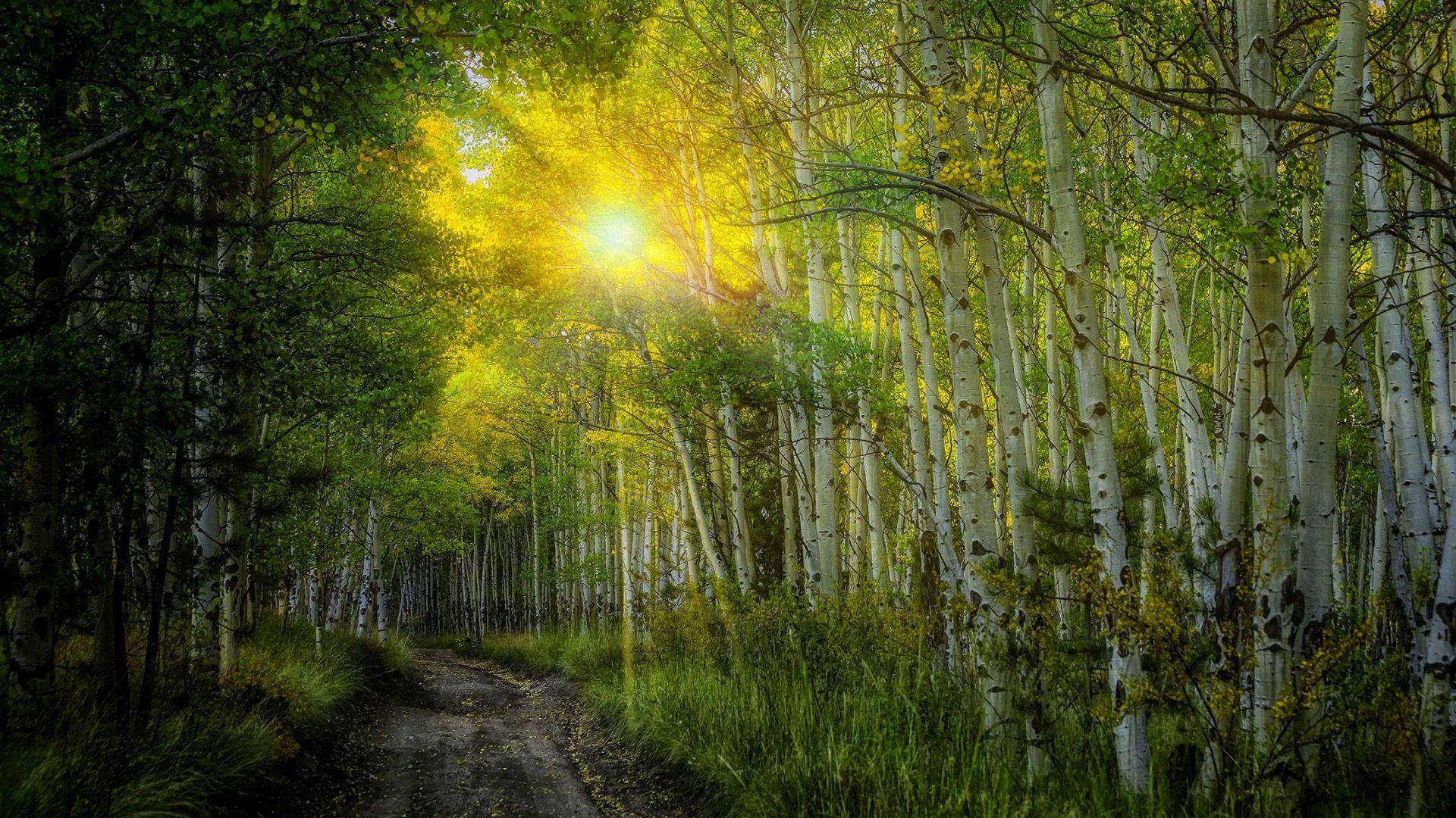 Birch Forest Wallpapers - Top Free Birch Forest Backgrounds ...