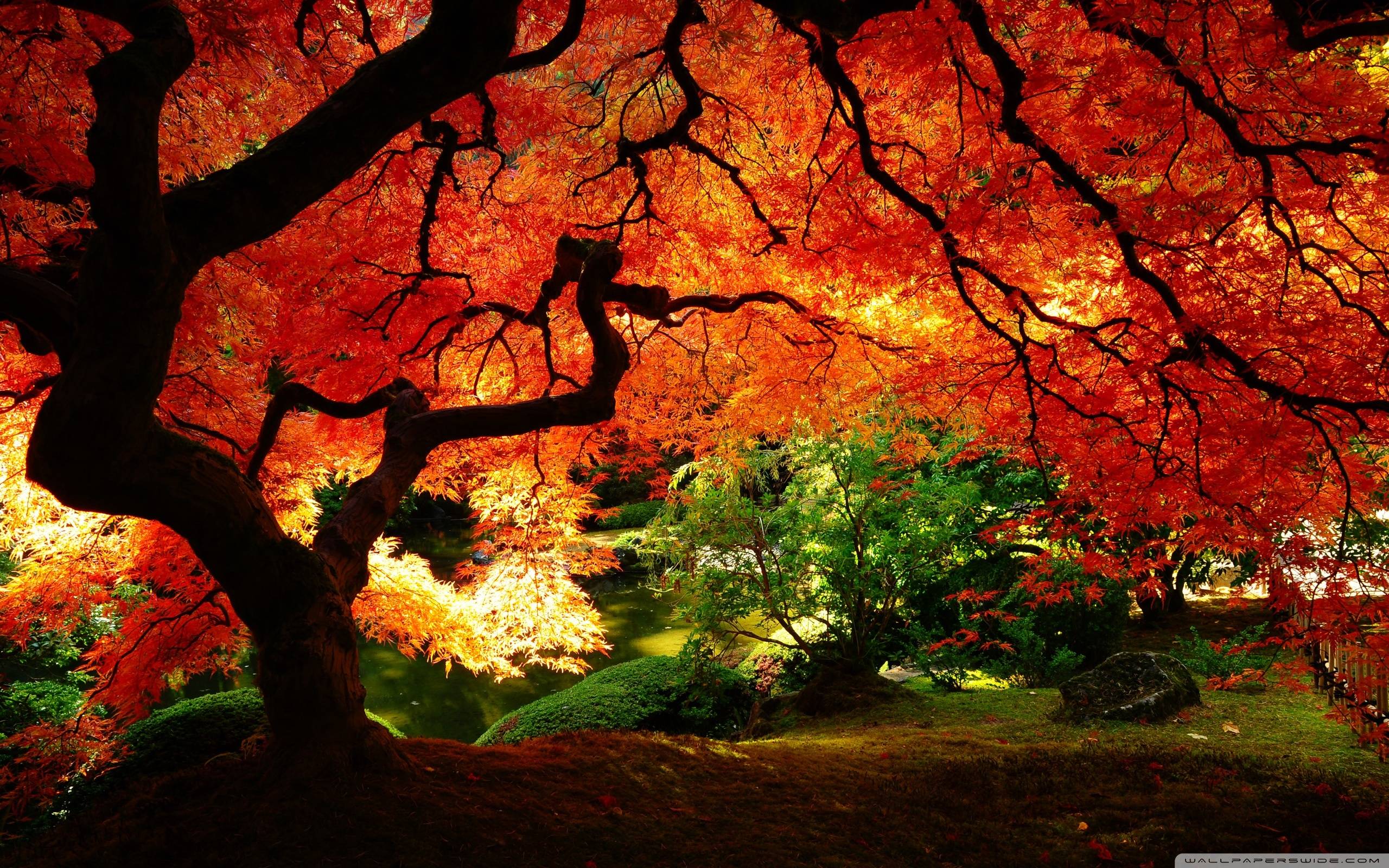 Korean Autumn Wallpapers - Top Free Korean Autumn Backgrounds ...