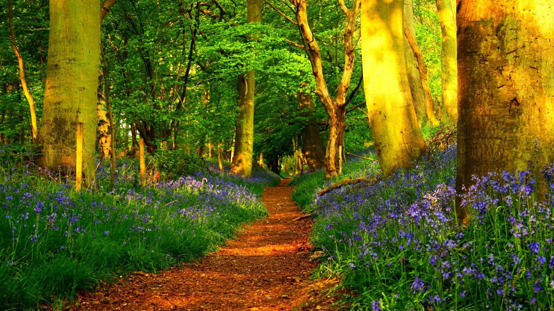 Peace Tree Wallpapers - Top Free Peace Tree Backgrounds - WallpaperAccess