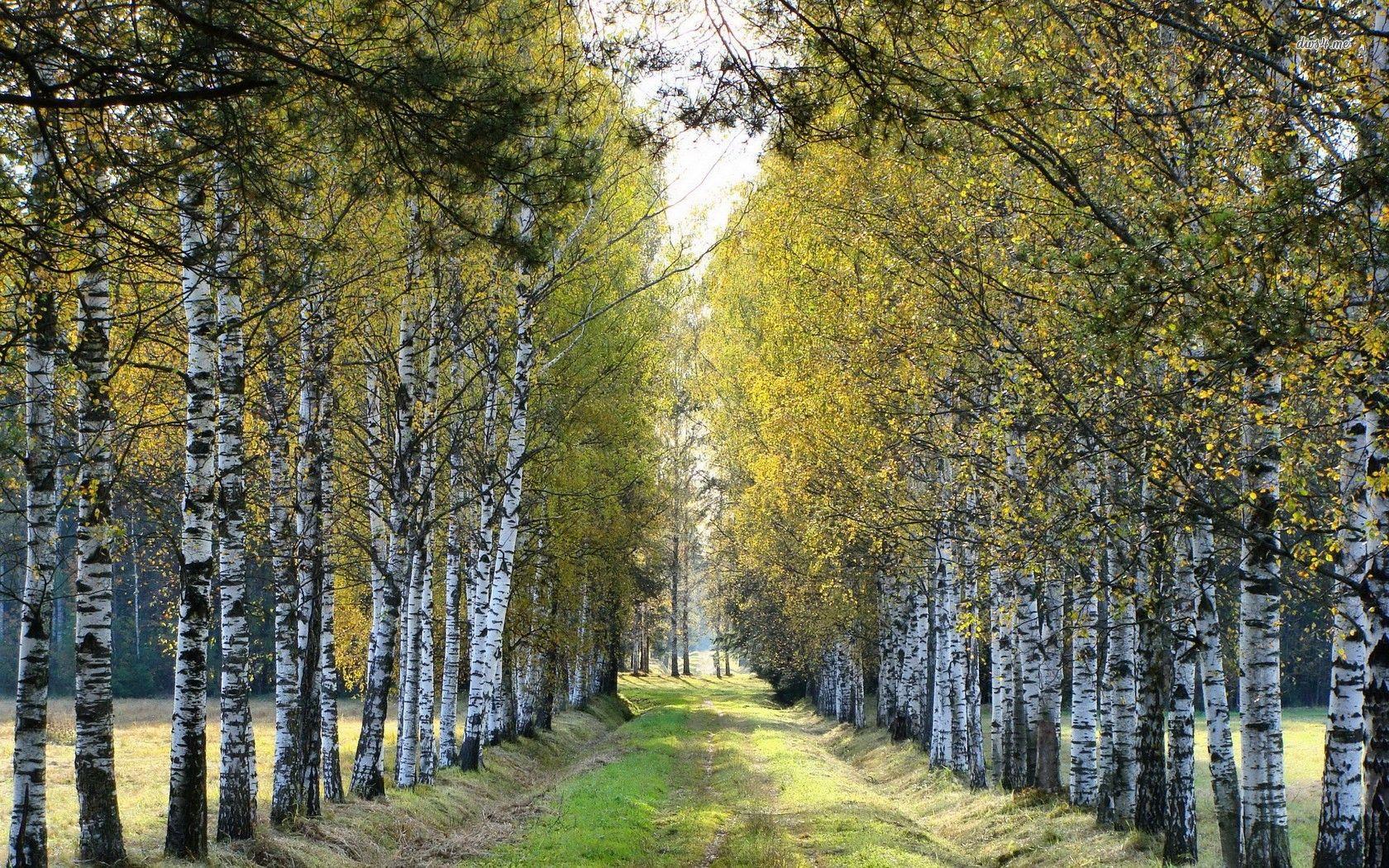 Birch Forest Wallpapers - Top Free Birch Forest Backgrounds ...