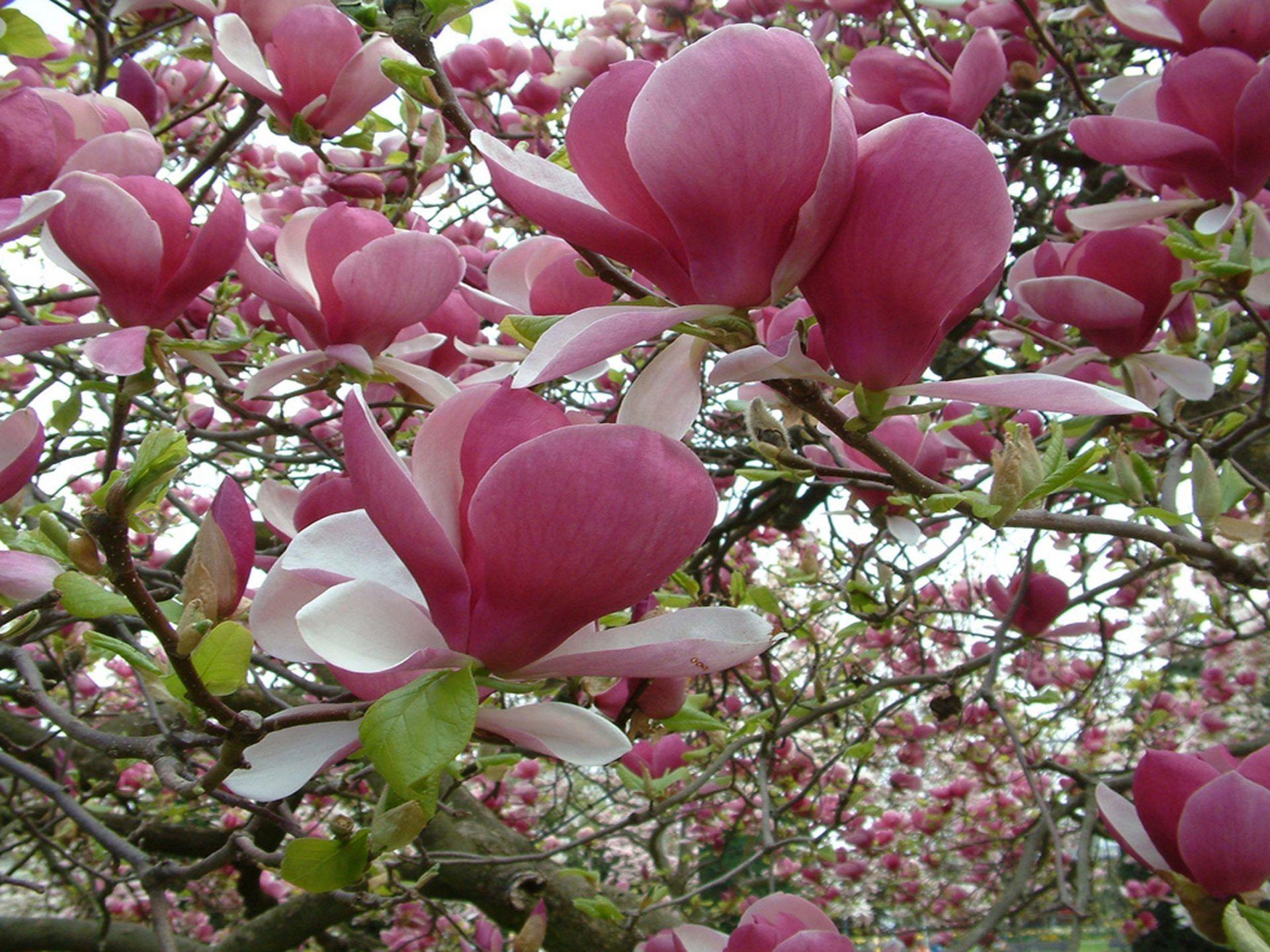 Magnolia Tree Wallpapers - Top Free Magnolia Tree Backgrounds ...