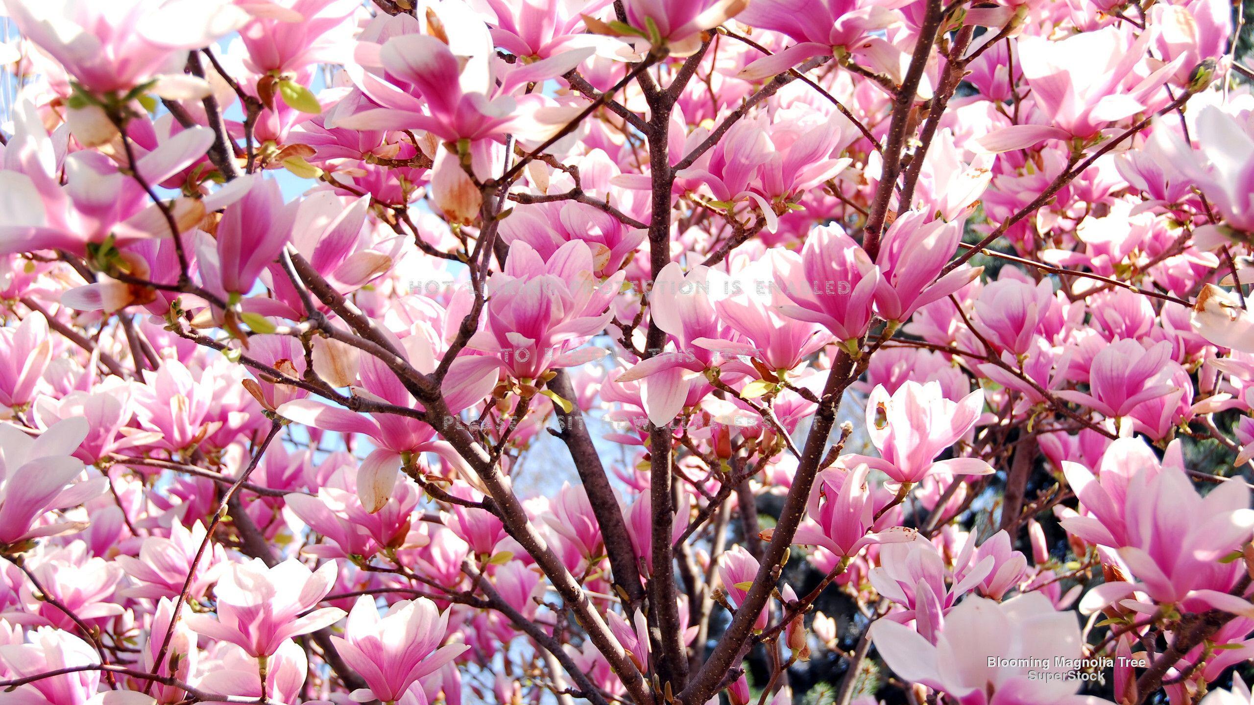Magnolia Tree Wallpapers - Top Free Magnolia Tree Backgrounds ...