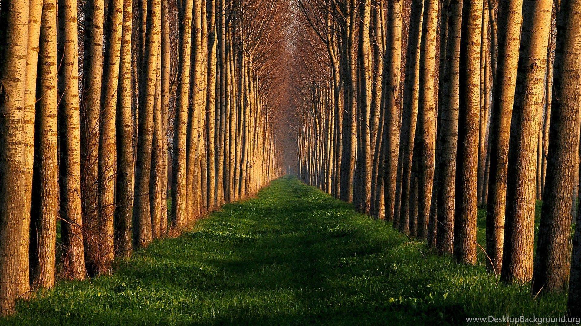 Old Growth Forest Wallpapers - Top Free Old Growth Forest Backgrounds ...