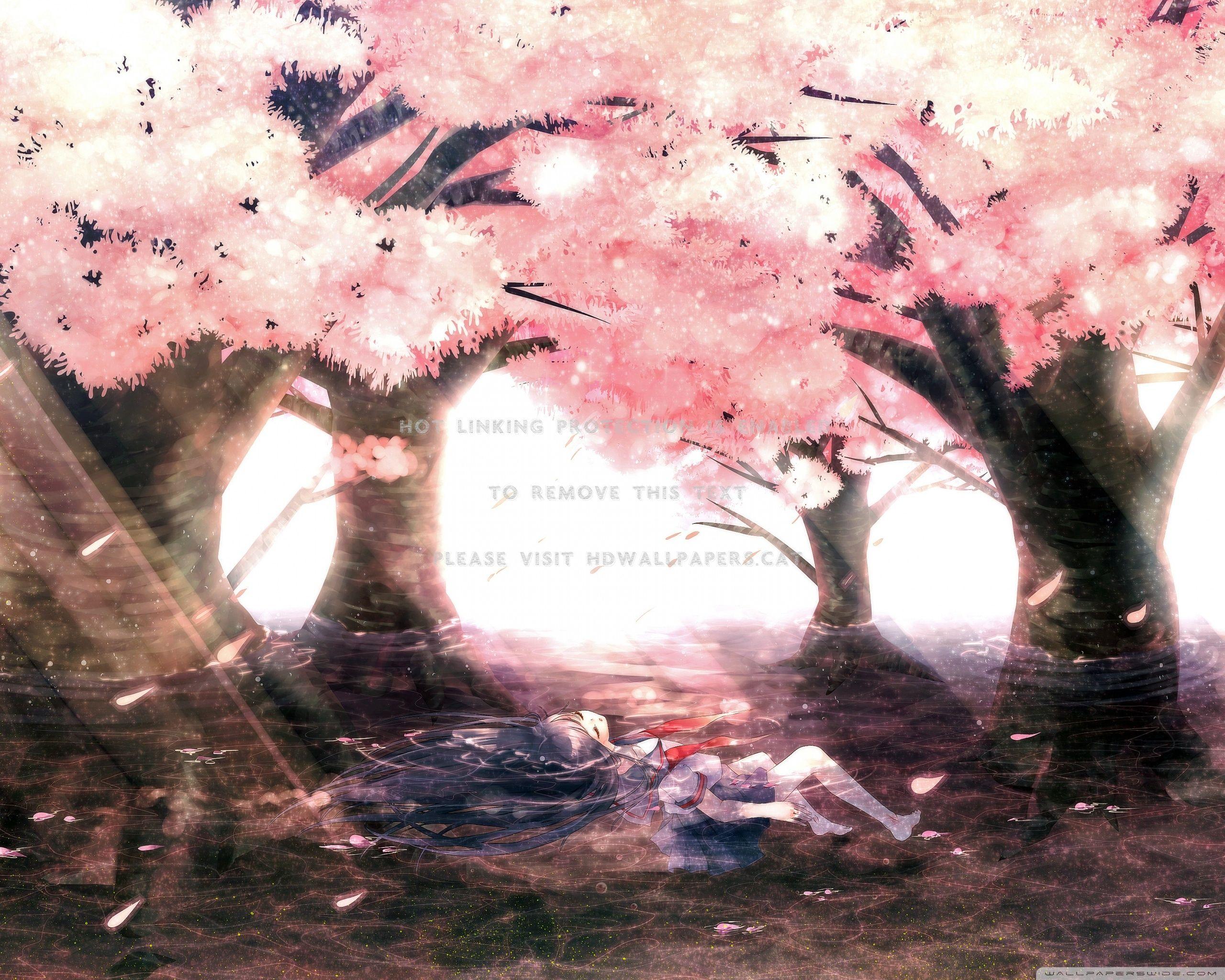 Anime Sakura Tree Wallpapers - Top Free Anime Sakura Tree Backgrounds ...