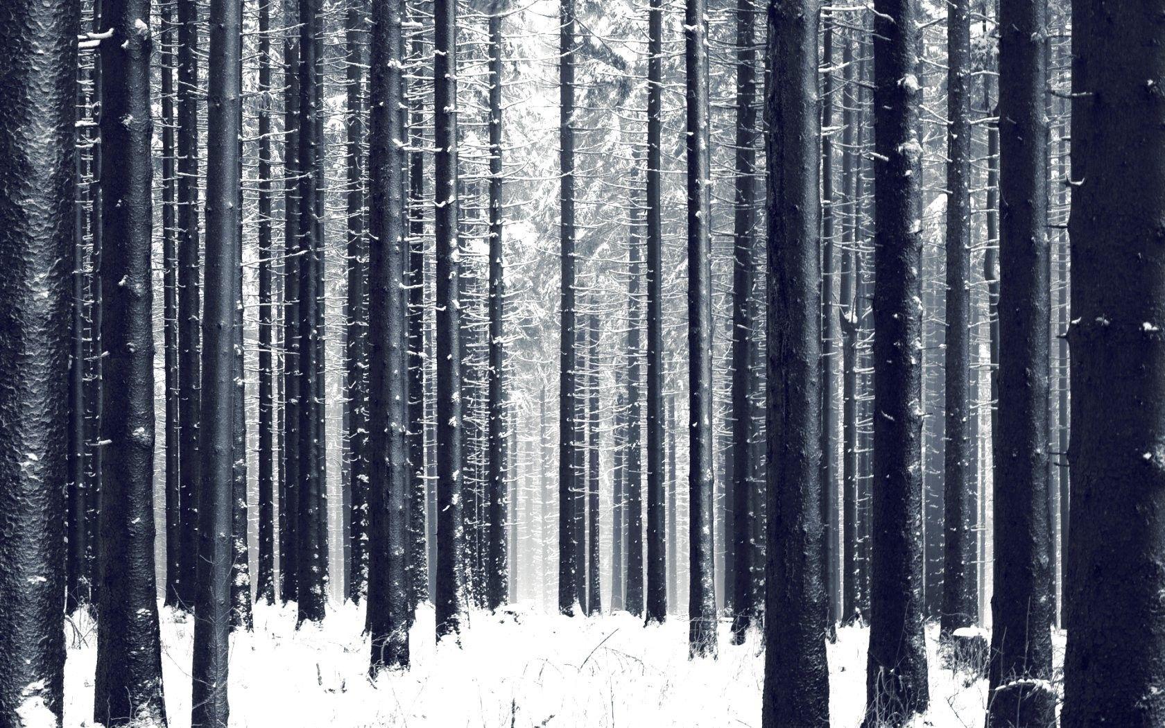 Peace Tree Wallpapers - Top Free Peace Tree Backgrounds - WallpaperAccess