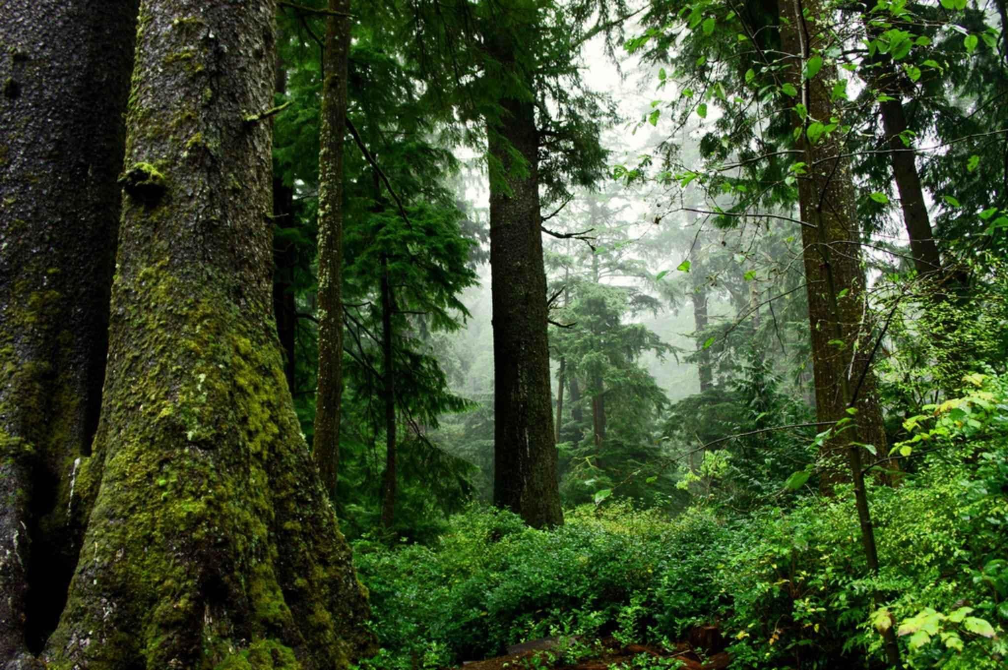 Old Growth Forest Wallpapers - Top Free Old Growth Forest Backgrounds ...