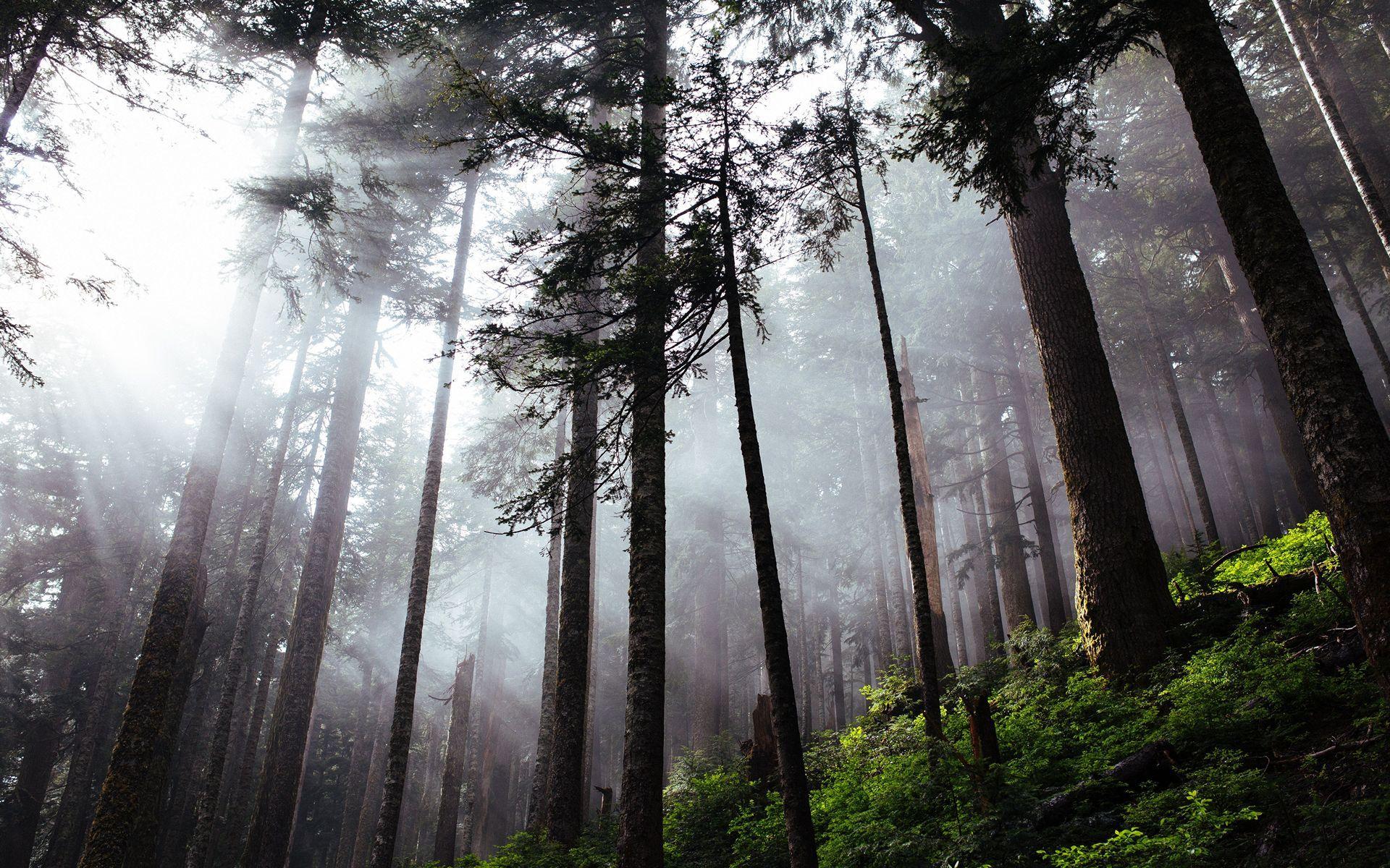 Old Growth Forest Wallpapers - Top Free Old Growth Forest Backgrounds ...