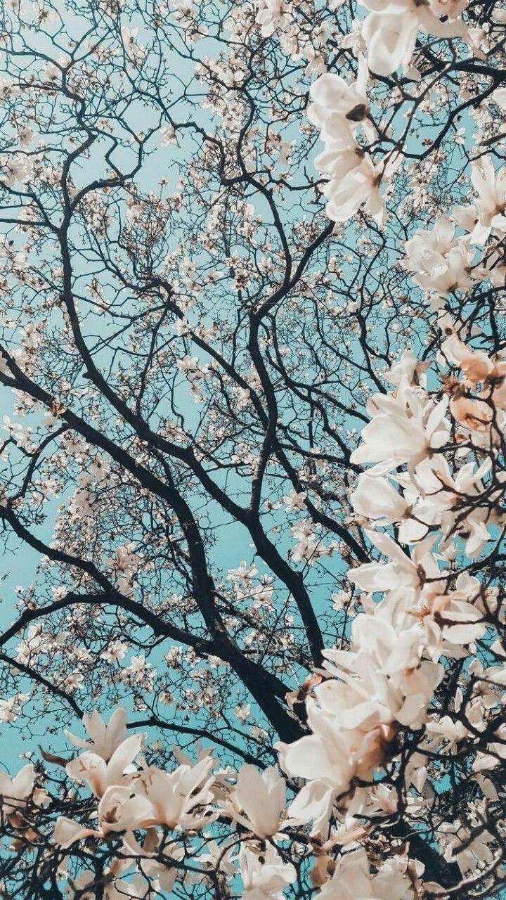 Peace Tree Wallpapers - Top Những Hình Ảnh Đẹp