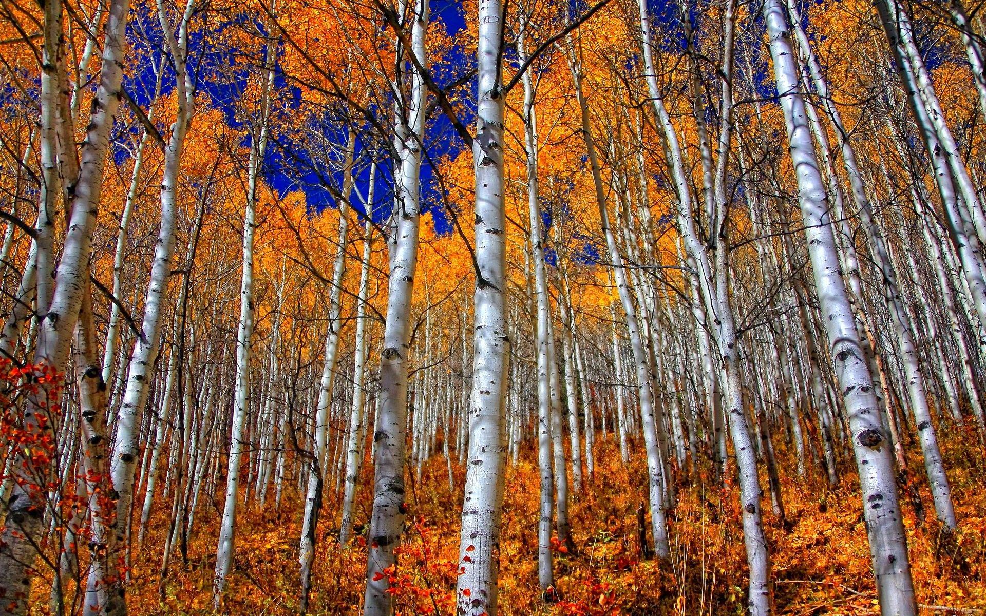 Peace Tree Wallpapers - Top Free Peace Tree Backgrounds - WallpaperAccess