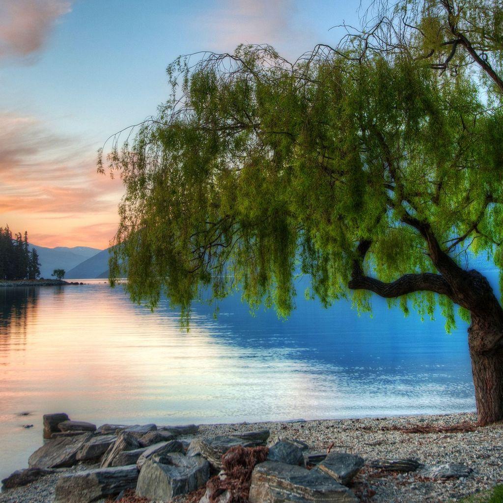 Peace Tree Wallpapers - Top Free Peace Tree Backgrounds - WallpaperAccess