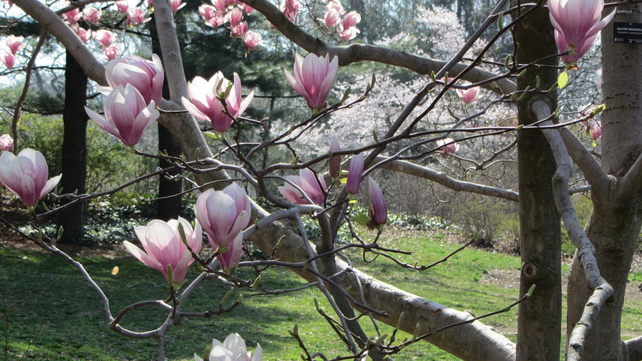 Magnolia Tree Wallpapers - Top Free Magnolia Tree Backgrounds ...