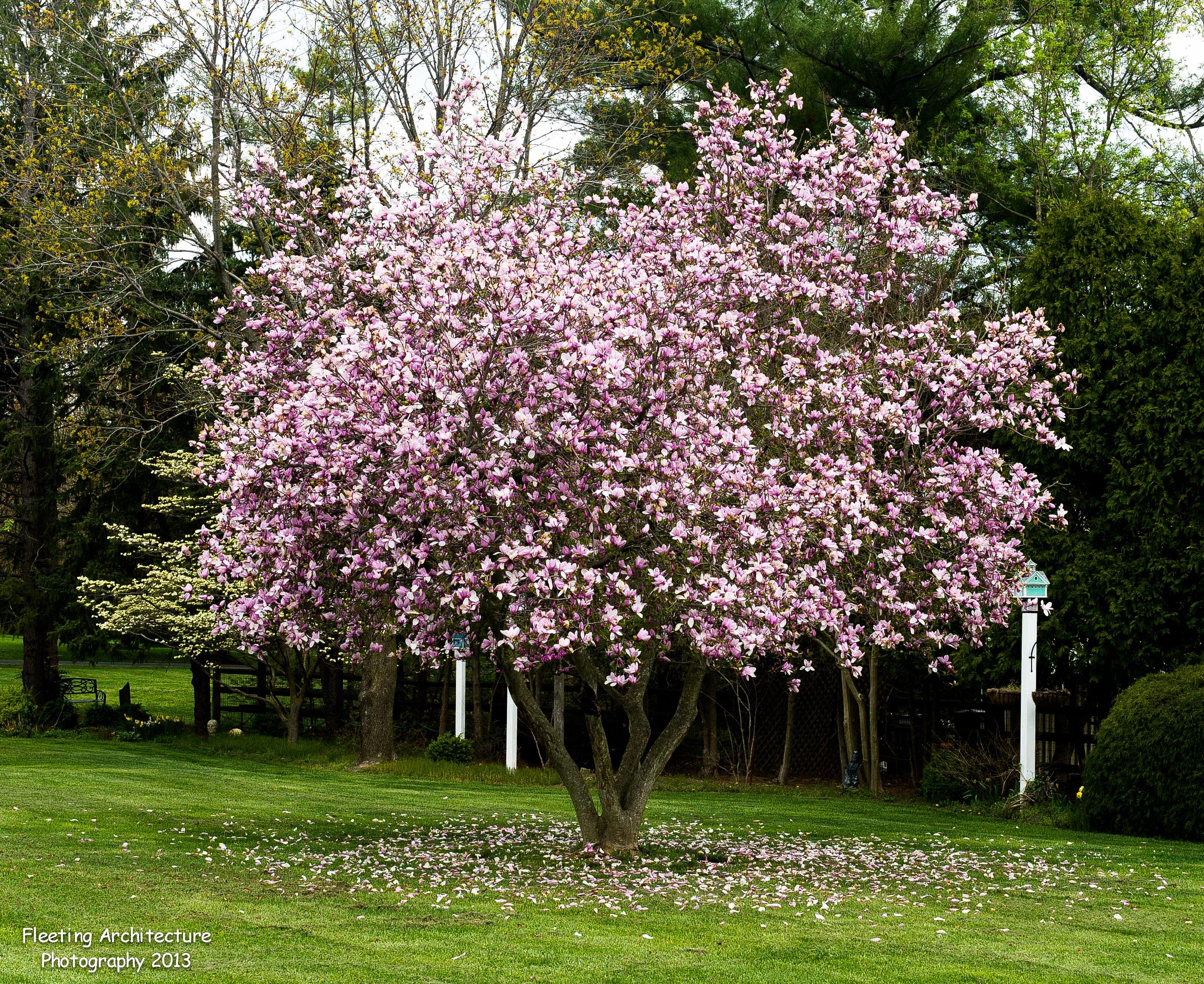 Magnolia Tree Wallpapers - Top Free Magnolia Tree Backgrounds ...