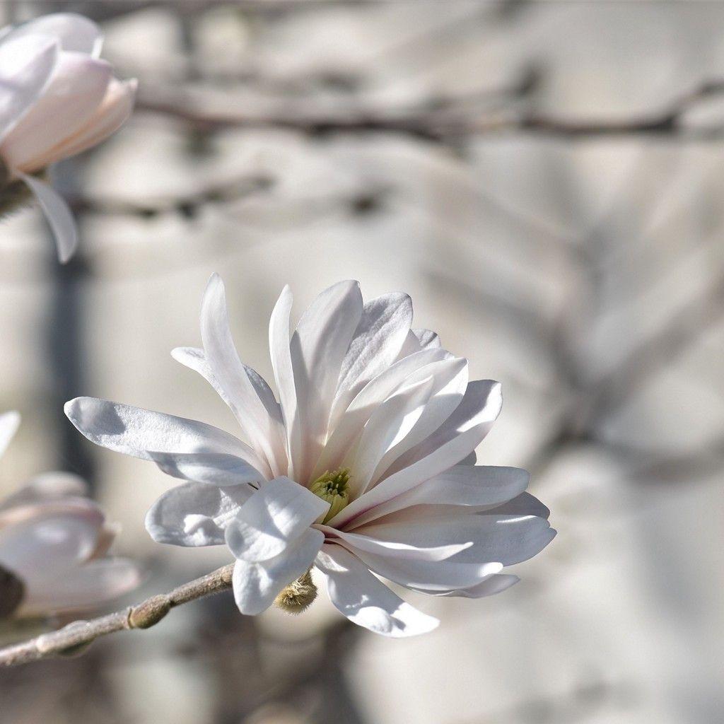 Magnolia Tree Wallpapers - Top Free Magnolia Tree Backgrounds ...