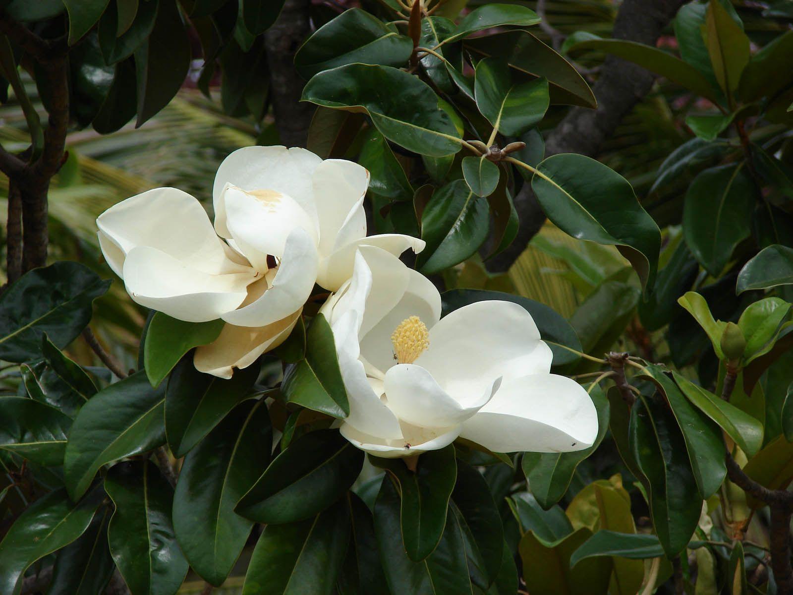 Magnolia Tree Wallpapers - Top Free Magnolia Tree Backgrounds ...