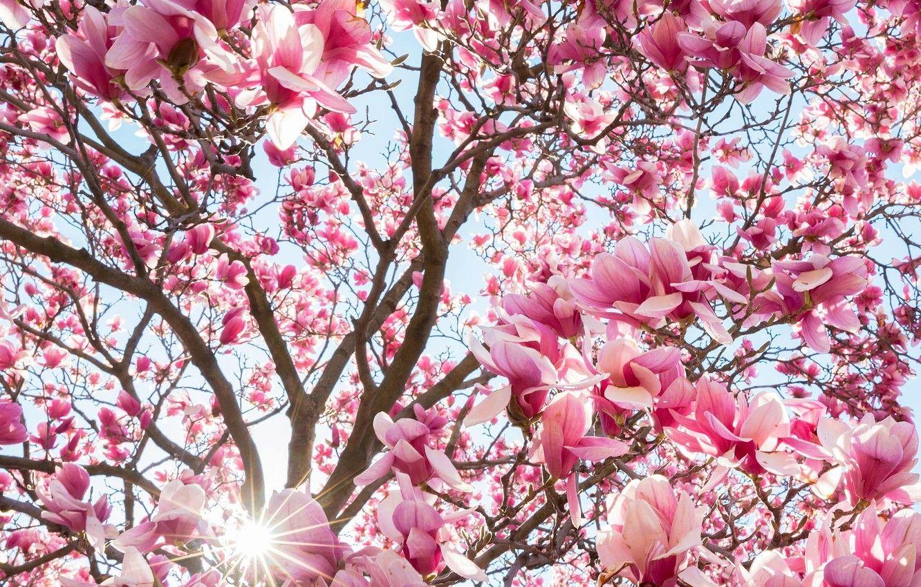 Magnolia Tree Wallpapers - Top Free Magnolia Tree Backgrounds ...