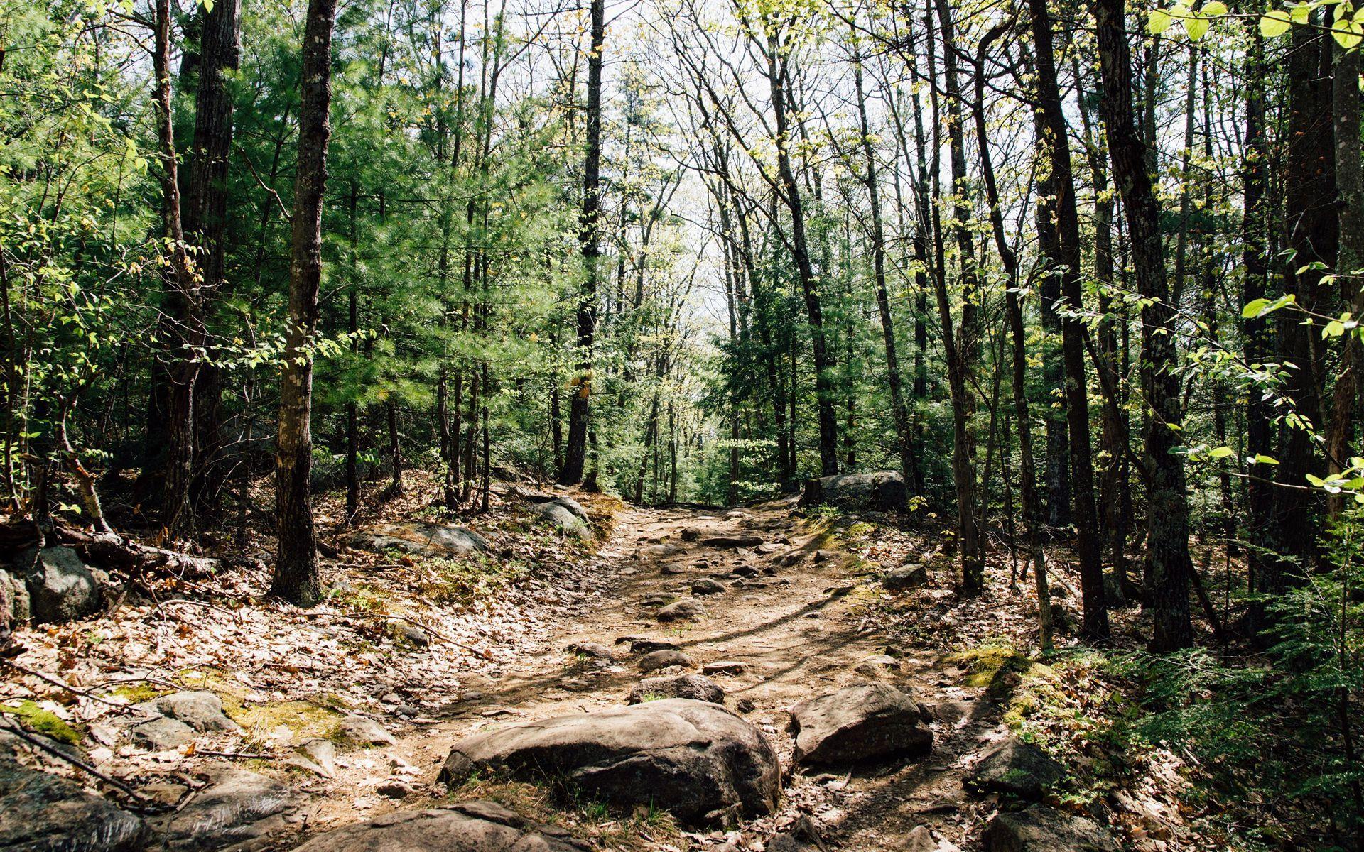 Old Growth Forest Wallpapers - Top Free Old Growth Forest Backgrounds ...