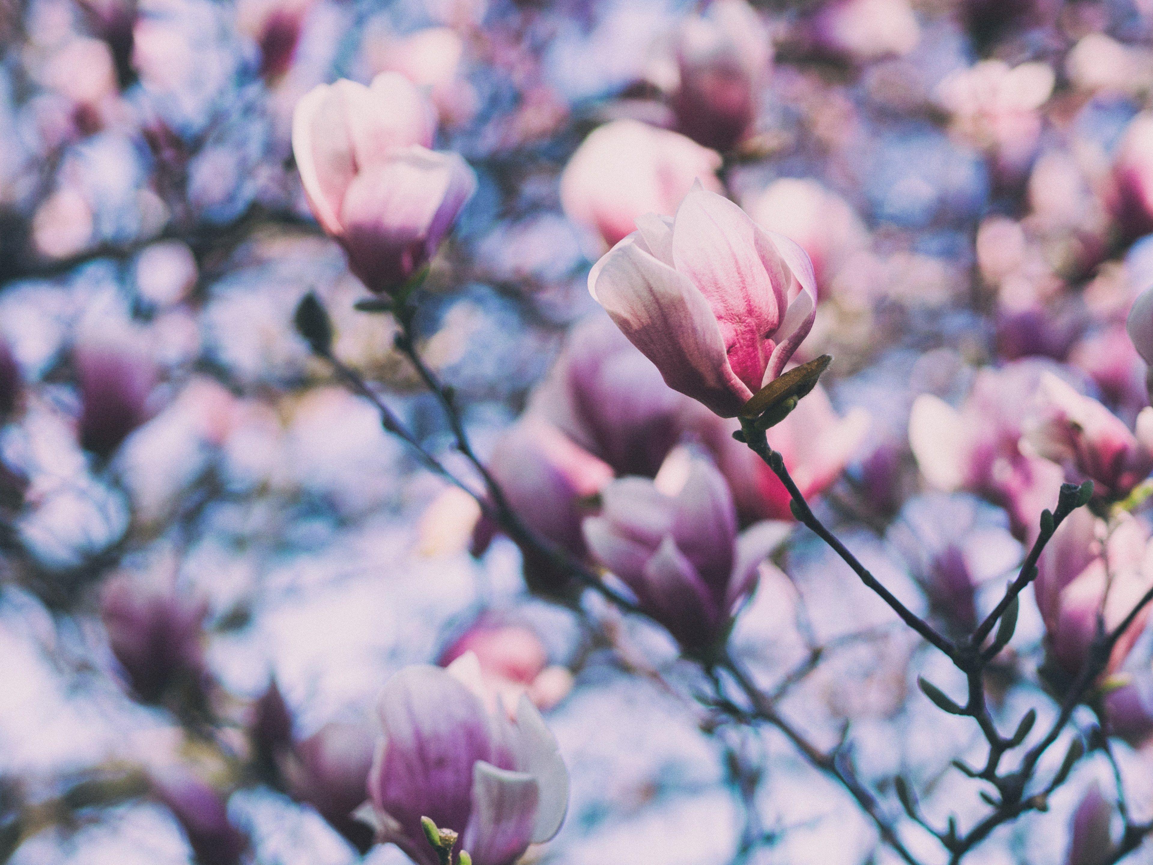 Magnolia Tree Wallpapers - Top Free Magnolia Tree Backgrounds ...