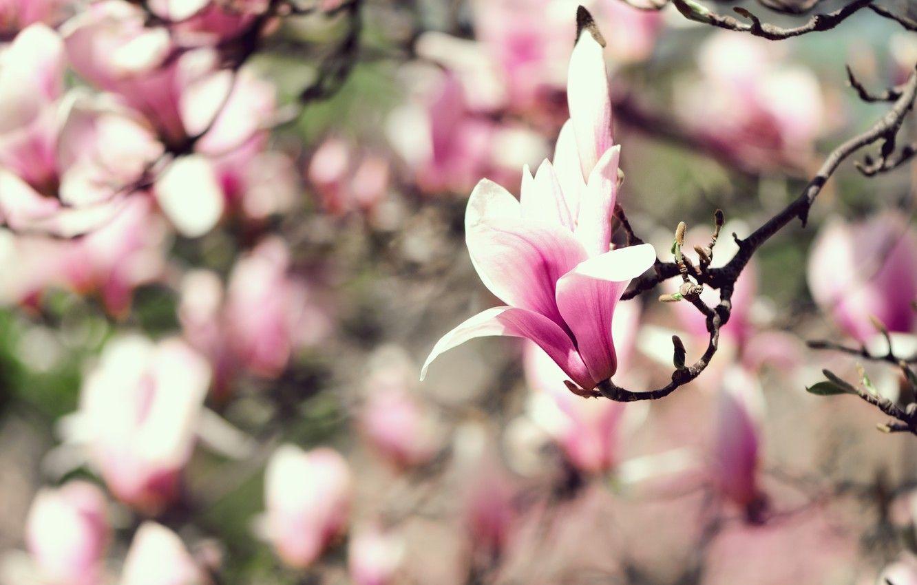 Magnolia Tree Wallpapers - Top Free Magnolia Tree Backgrounds ...