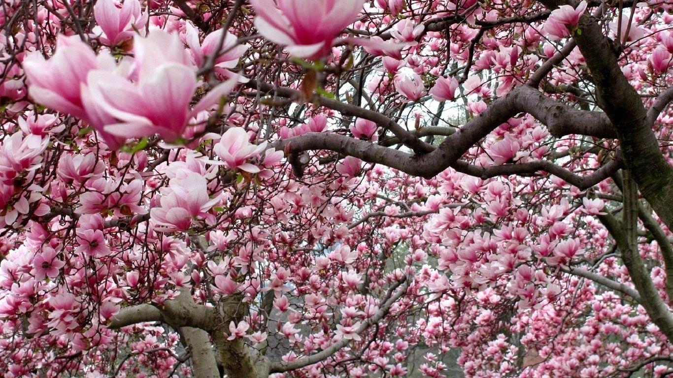 Magnolia Tree Wallpapers - Top Free Magnolia Tree Backgrounds ...