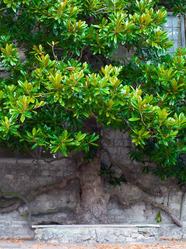 Magnolia Tree Wallpapers - Top Free Magnolia Tree Backgrounds ...