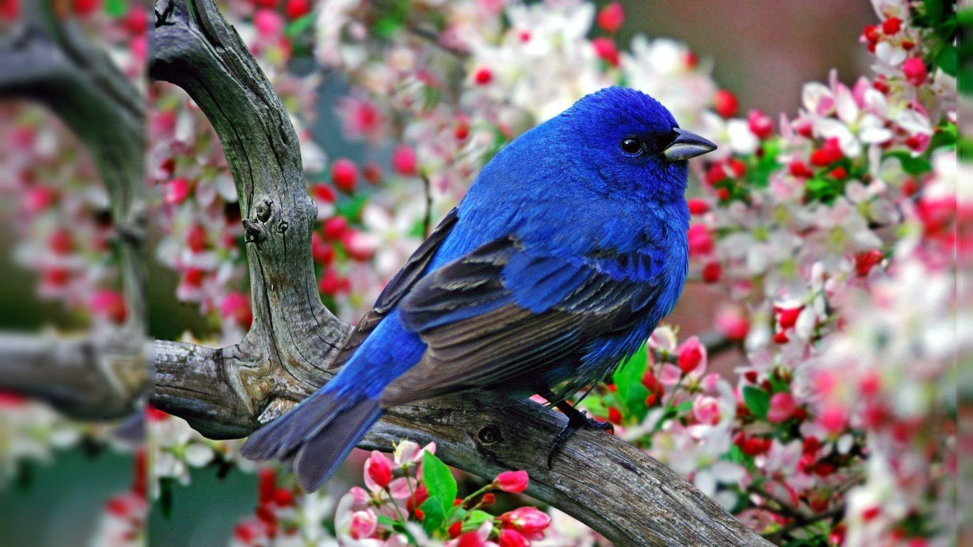 Winter Birds Wallpapers - Top Free Winter Birds Backgrounds - WallpaperAccess