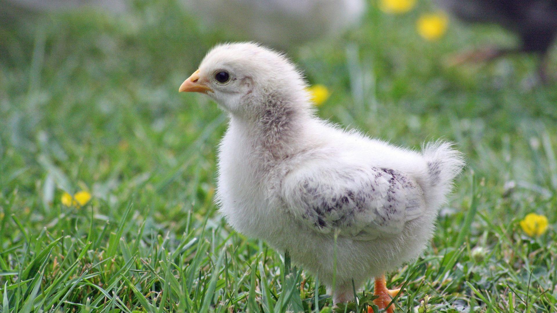 Baby Birds Desktop Wallpapers - Top Free Baby Birds Desktop Backgrounds ...
