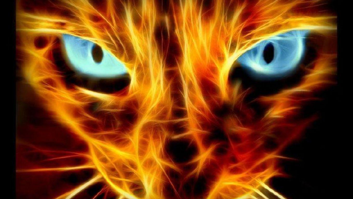 Cool Cat Desktop Wallpapers - Top Free Cool Cat Desktop Backgrounds ...
