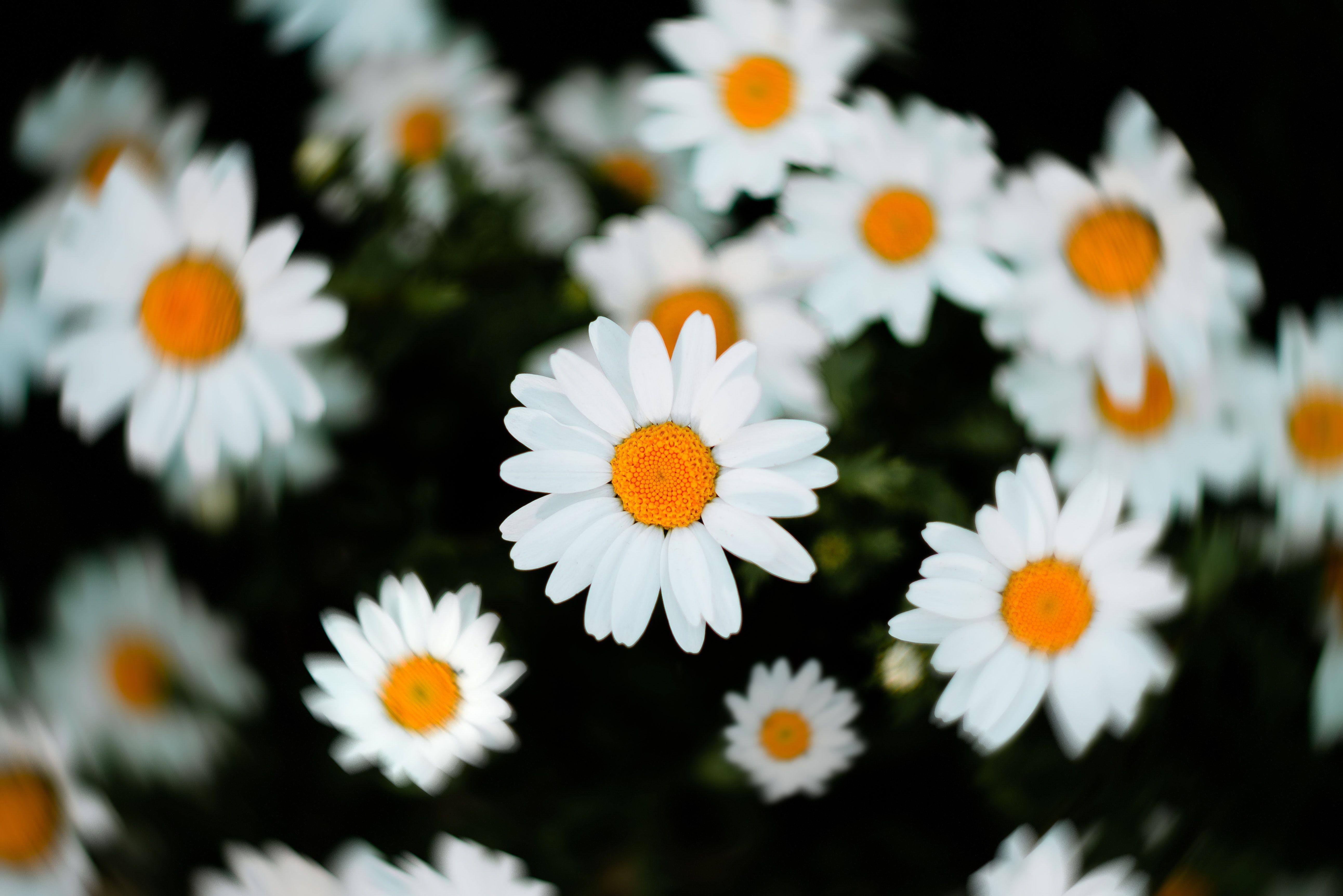 Daisy 4k Wallpapers - Top Free Daisy 4k Backgrounds - WallpaperAccess