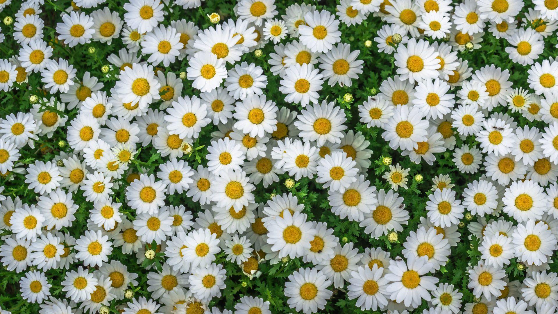 Spring Daisy Wallpapers - Top Free Spring Daisy Backgrounds ...