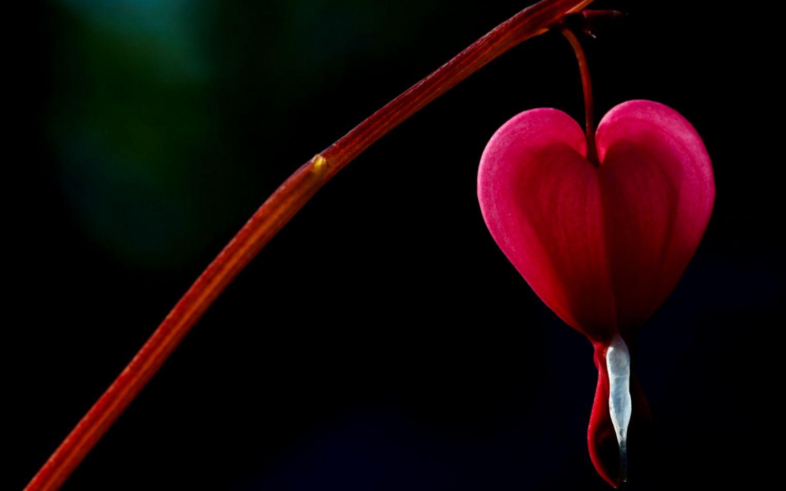 Bloody Heart Wallpapers - Top Free Bloody Heart Backgrounds ...