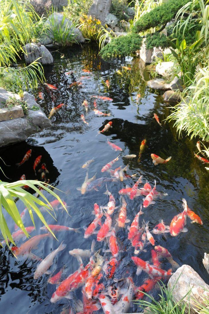 Koi Fish Pond Wallpapers - Top Free Koi Fish Pond Backgrounds ...