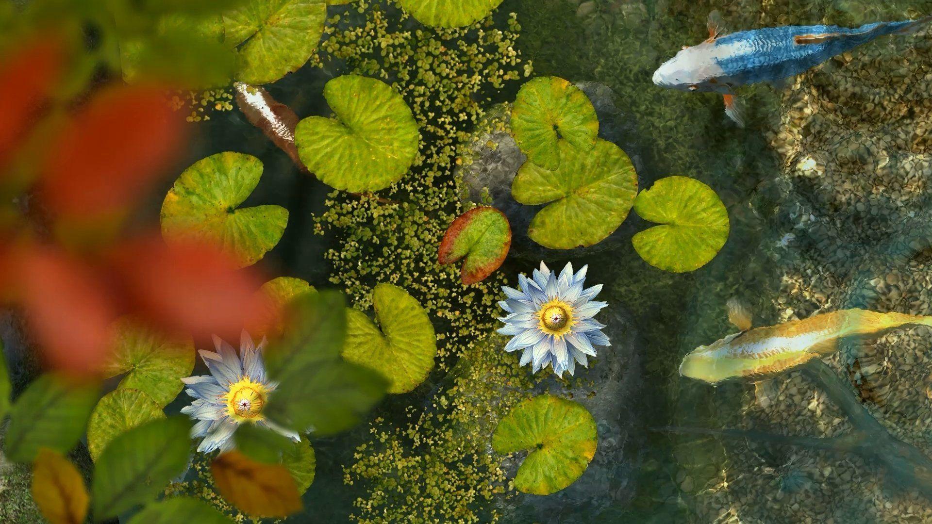 Koi Fish Pond Wallpapers - Top Free Koi Fish Pond Backgrounds ...