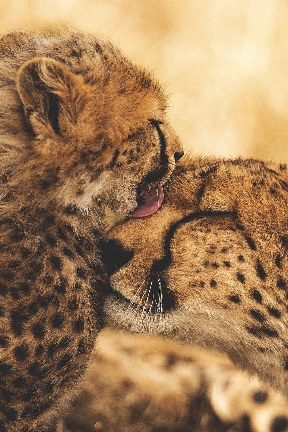 Cute Cheetah Wallpapers - Top Free Cute Cheetah Backgrounds ...
