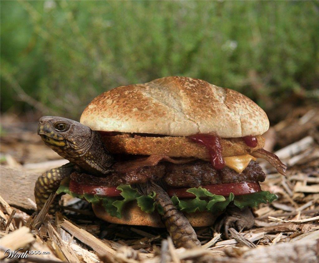Hamburger Turtle Wallpapers - Top Free Hamburger Turtle Backgrounds ...