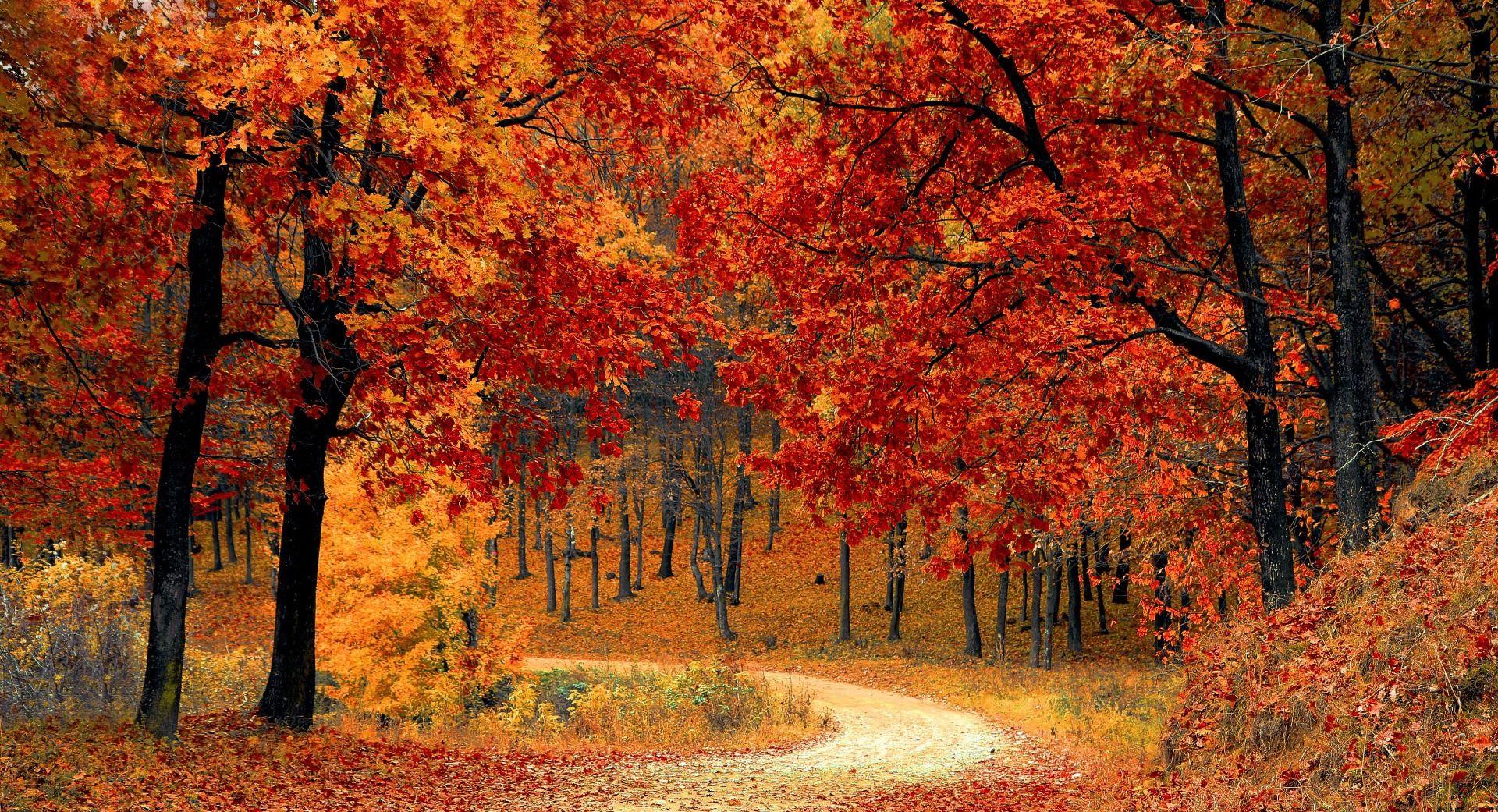 Autumn Decoration Wallpapers - Top Free Autumn Decoration Backgrounds ...