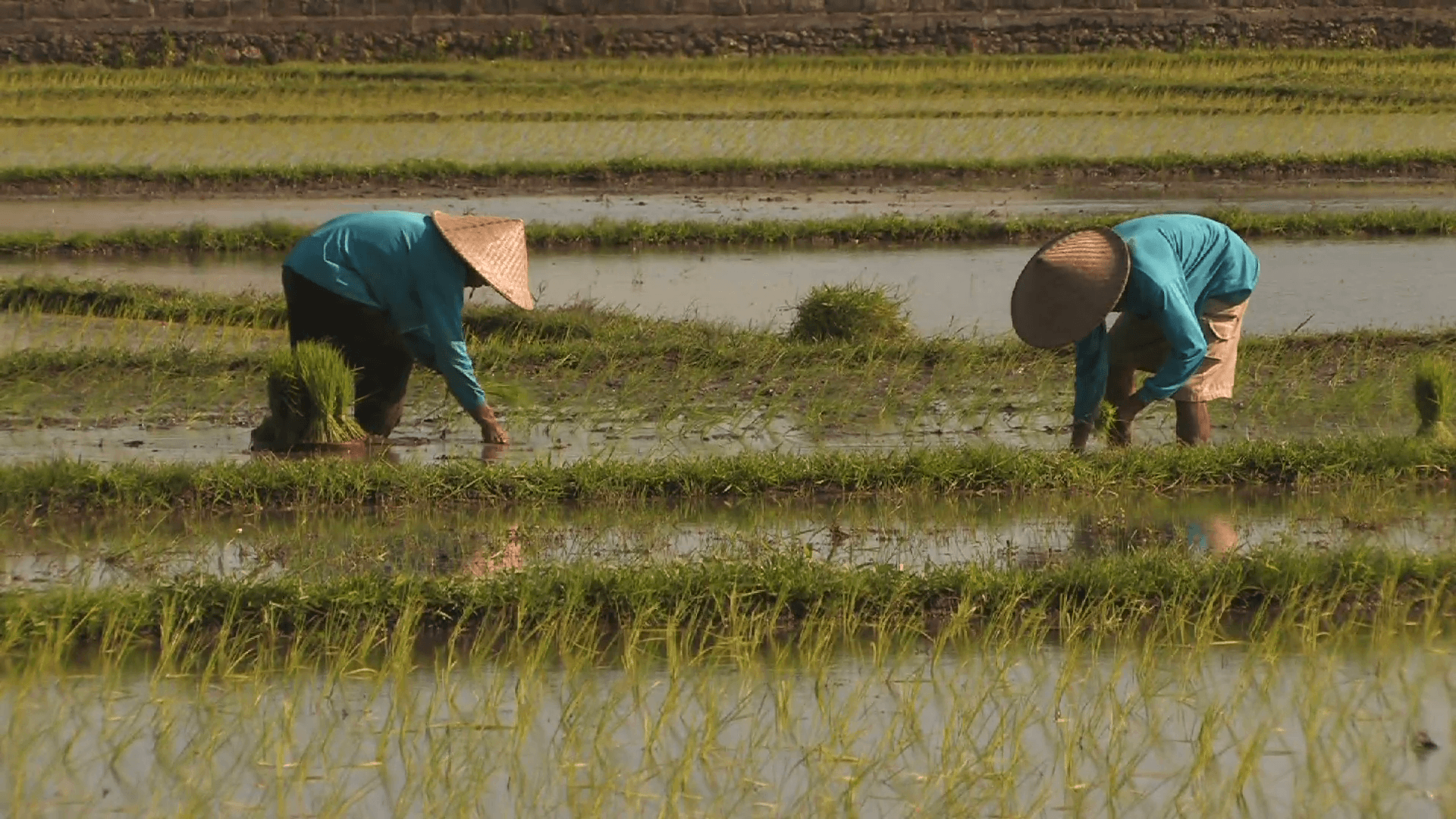 Rice Fields Bali Indonesia Wallpapers - Top Free Rice Fields Bali ...