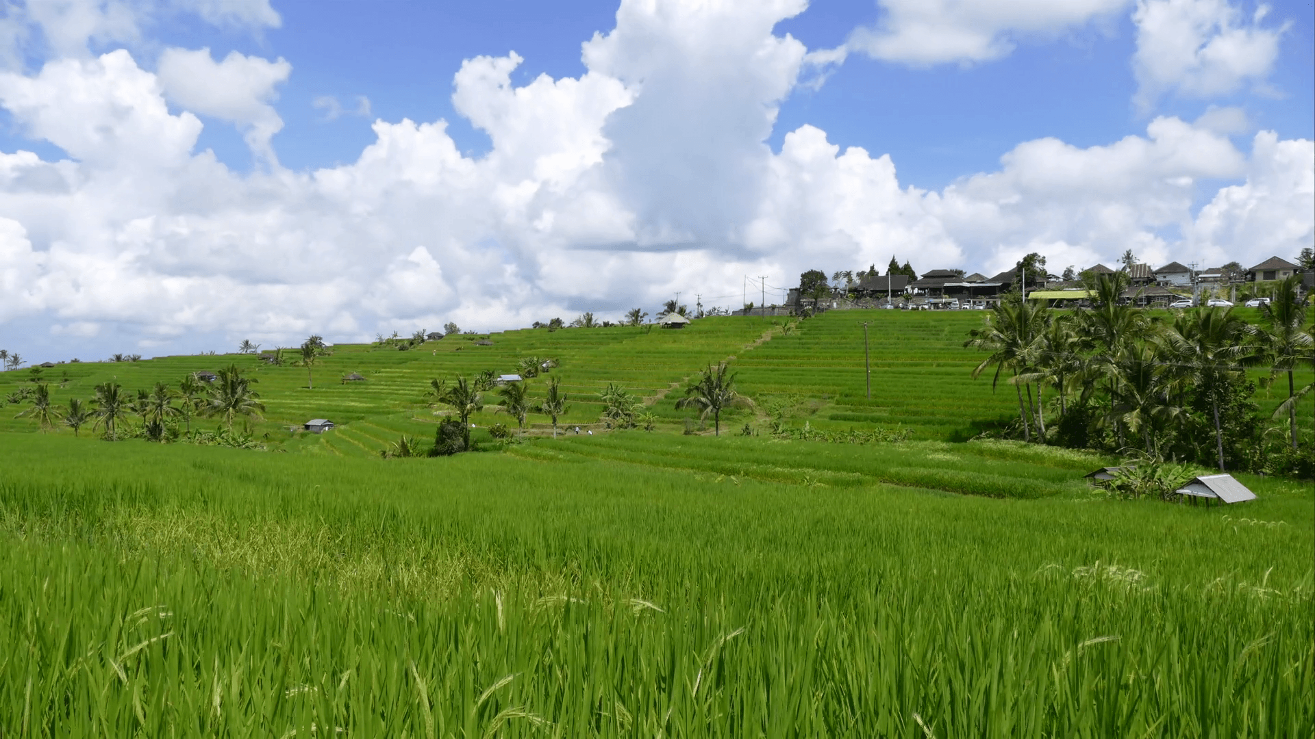 Rice Fields Bali Indonesia Wallpapers - Top Free Rice Fields Bali ...