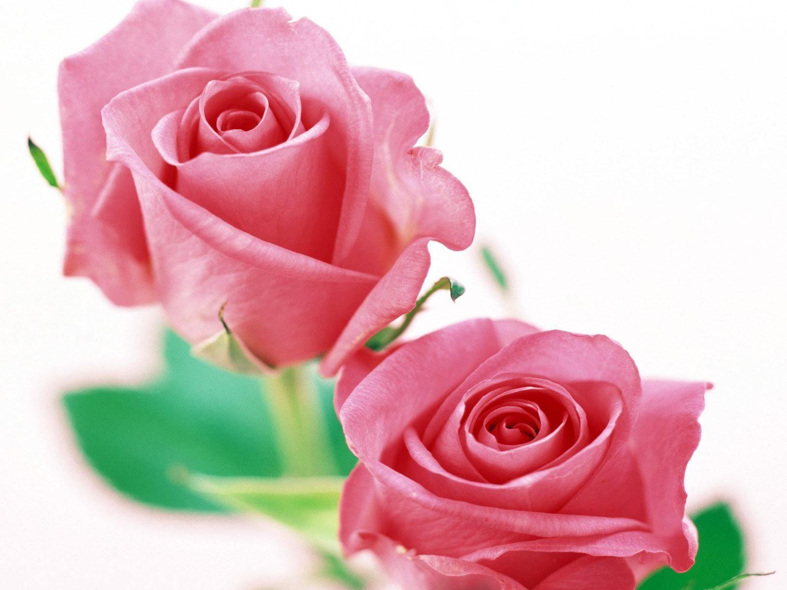 White and Pink Roses Wallpapers - Top Free White and Pink Roses ...
