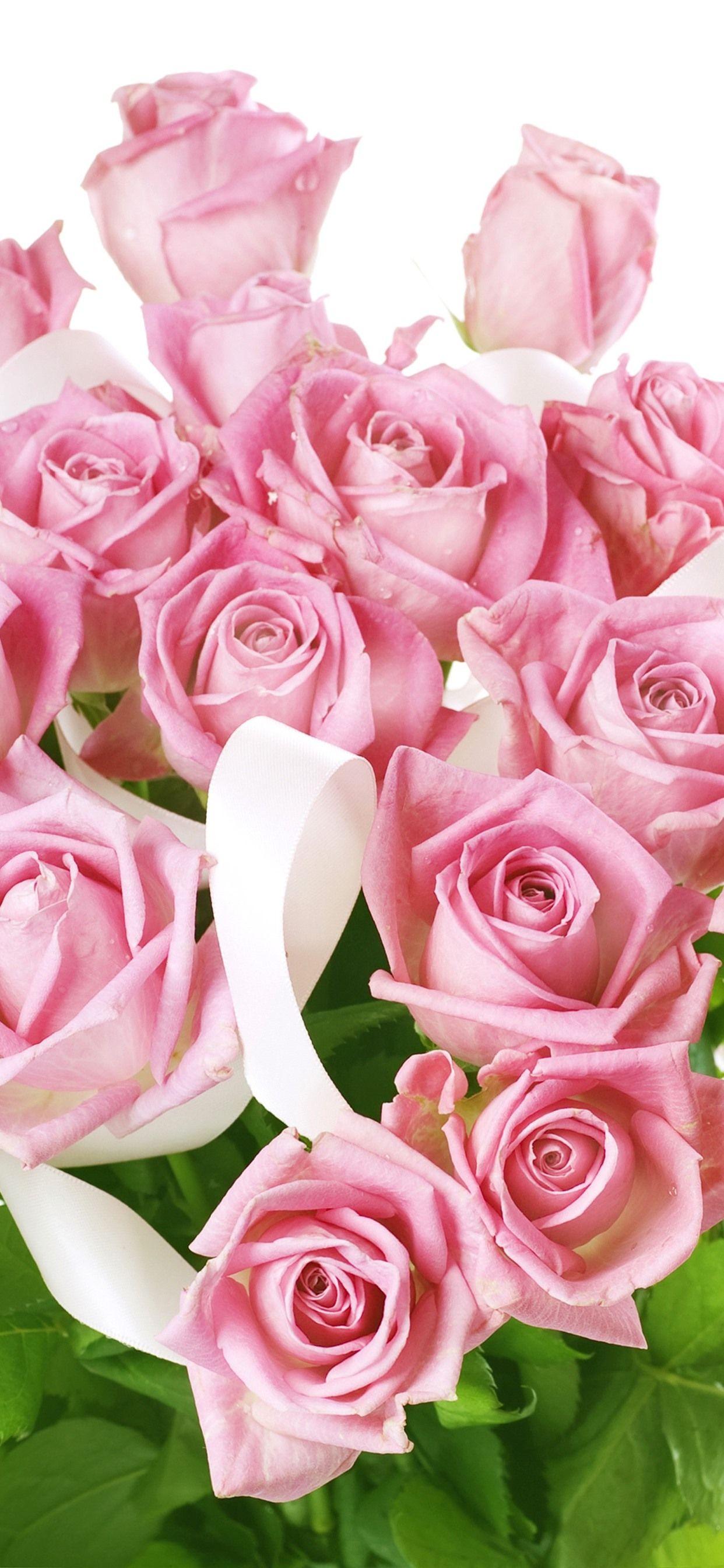 White and Pink Roses Wallpapers - Top Free White and Pink Roses ...