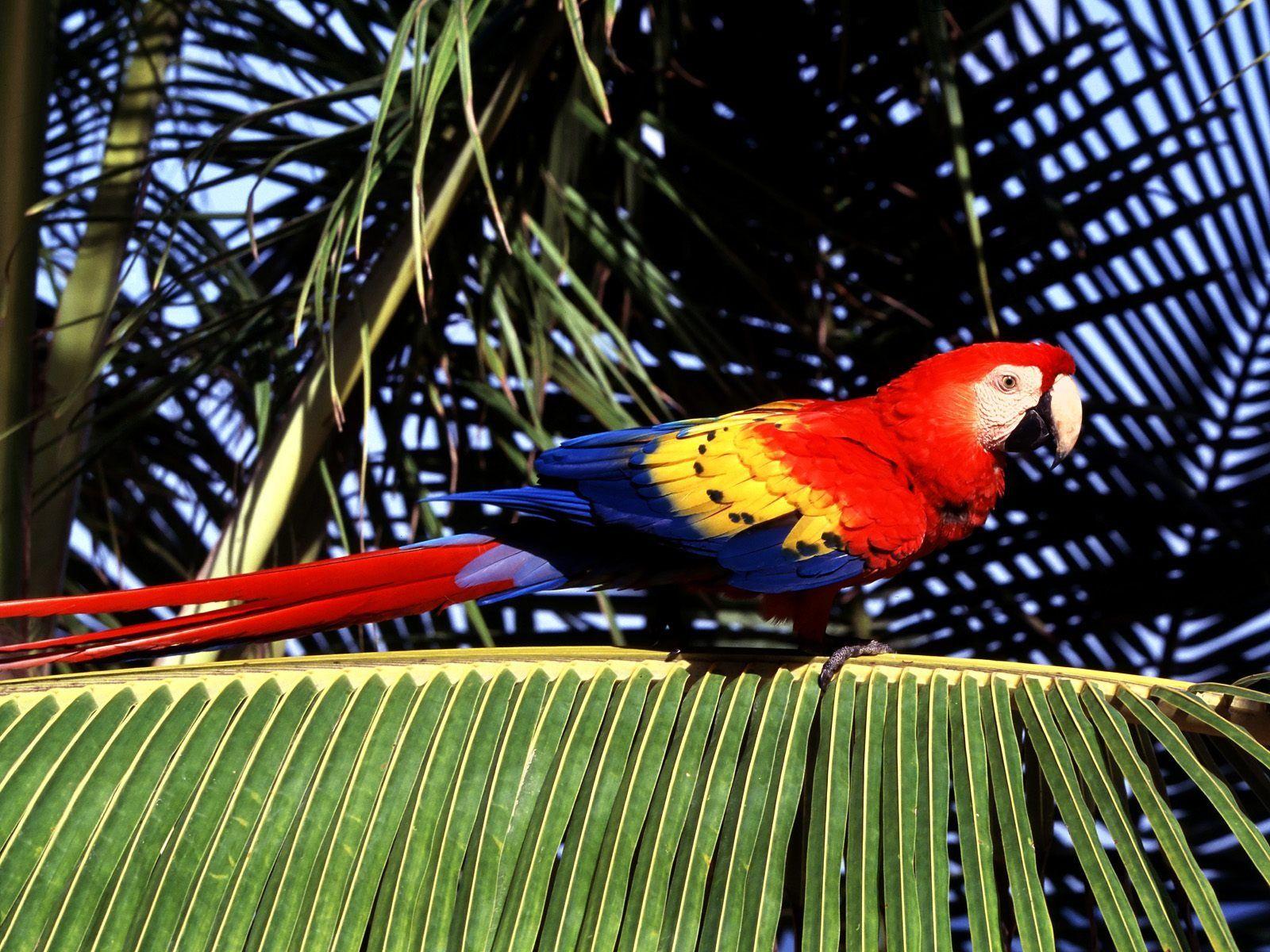 Tropical Animal Wallpapers - Top Free Tropical Animal Backgrounds ...