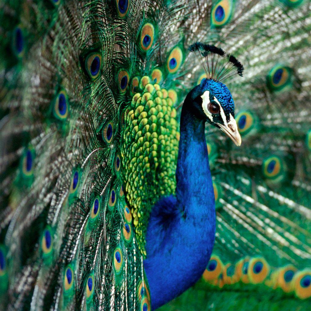 Tropical Animal Wallpapers - Top Free Tropical Animal Backgrounds ...