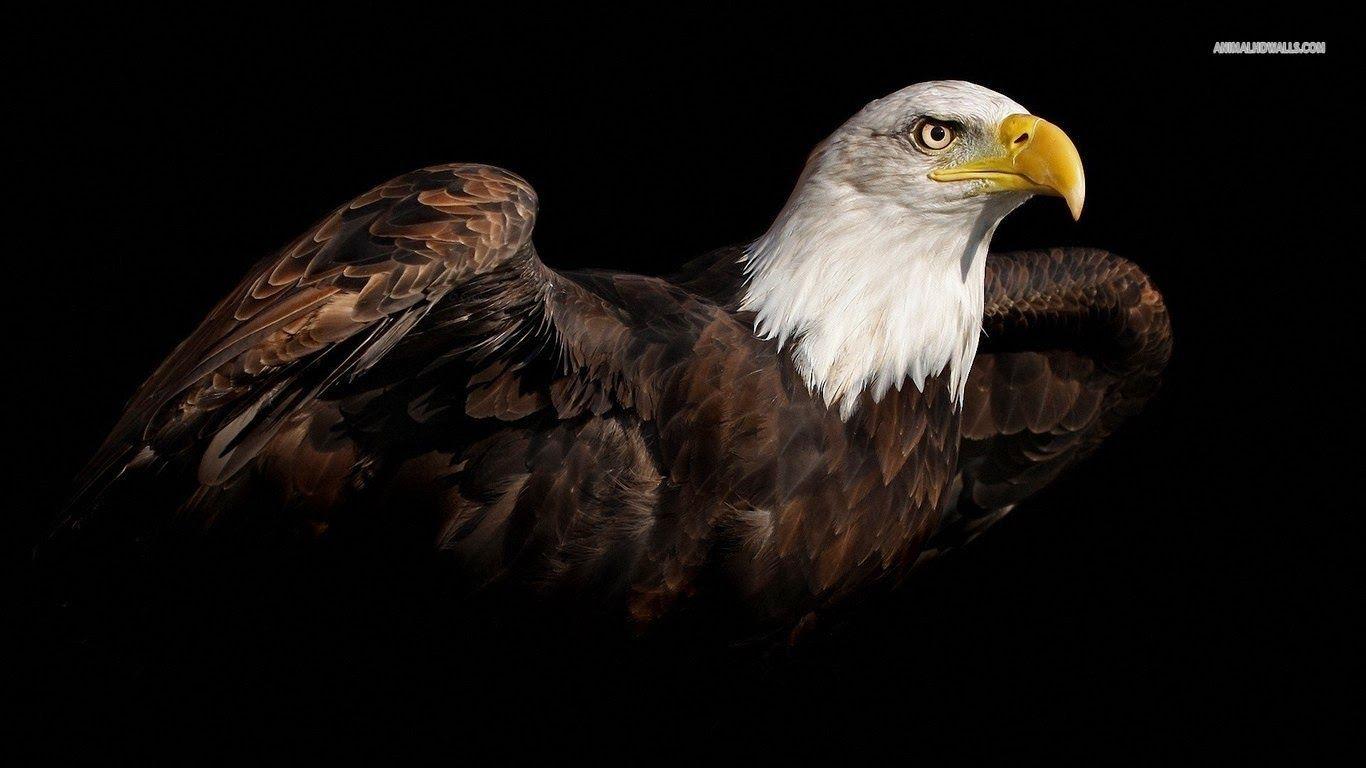 Native Eagle Wallpapers - Top Free Native Eagle Backgrounds - WallpaperAccess
