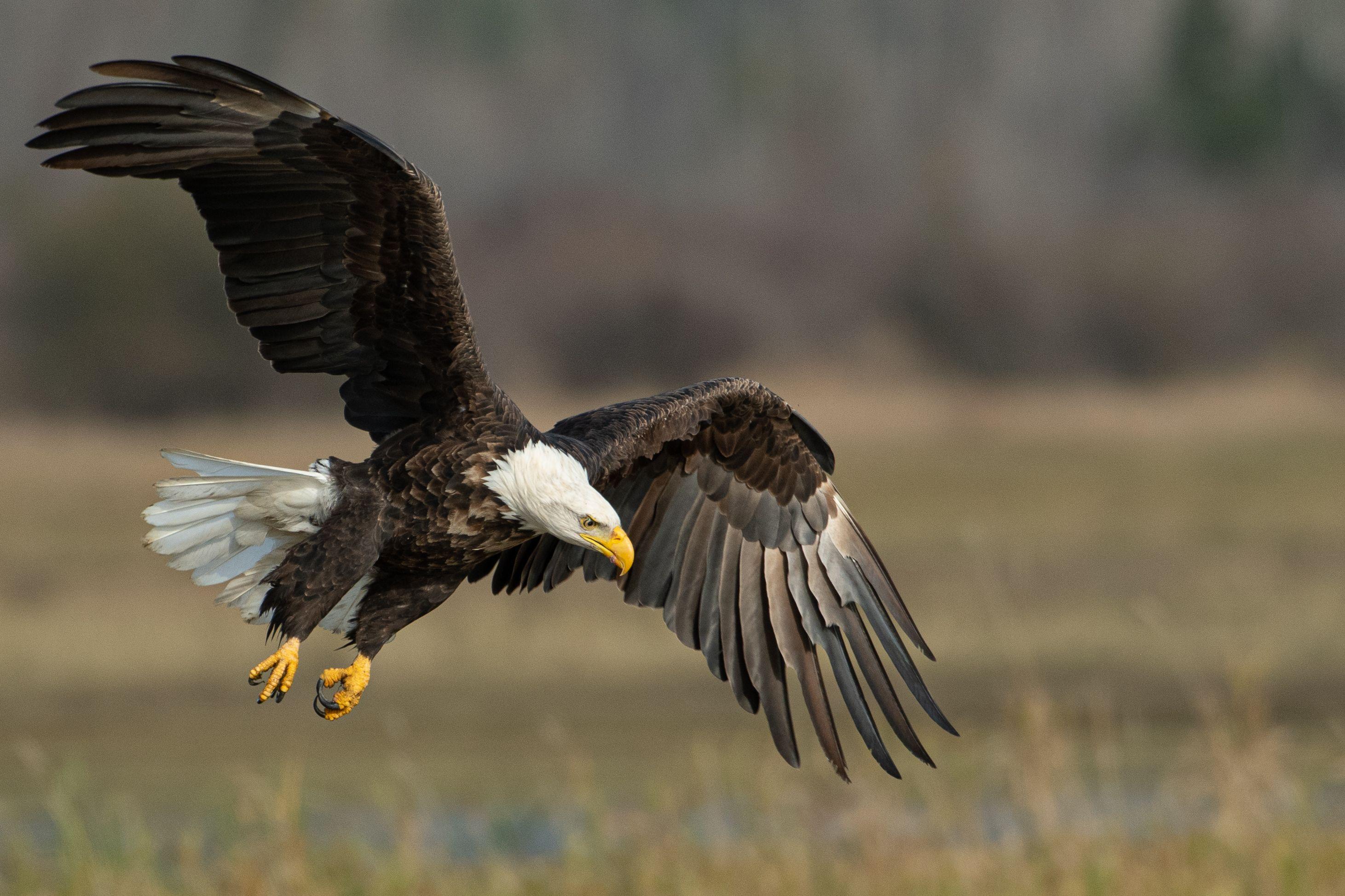 Native Eagle Wallpapers - Top Free Native Eagle Backgrounds - WallpaperAccess