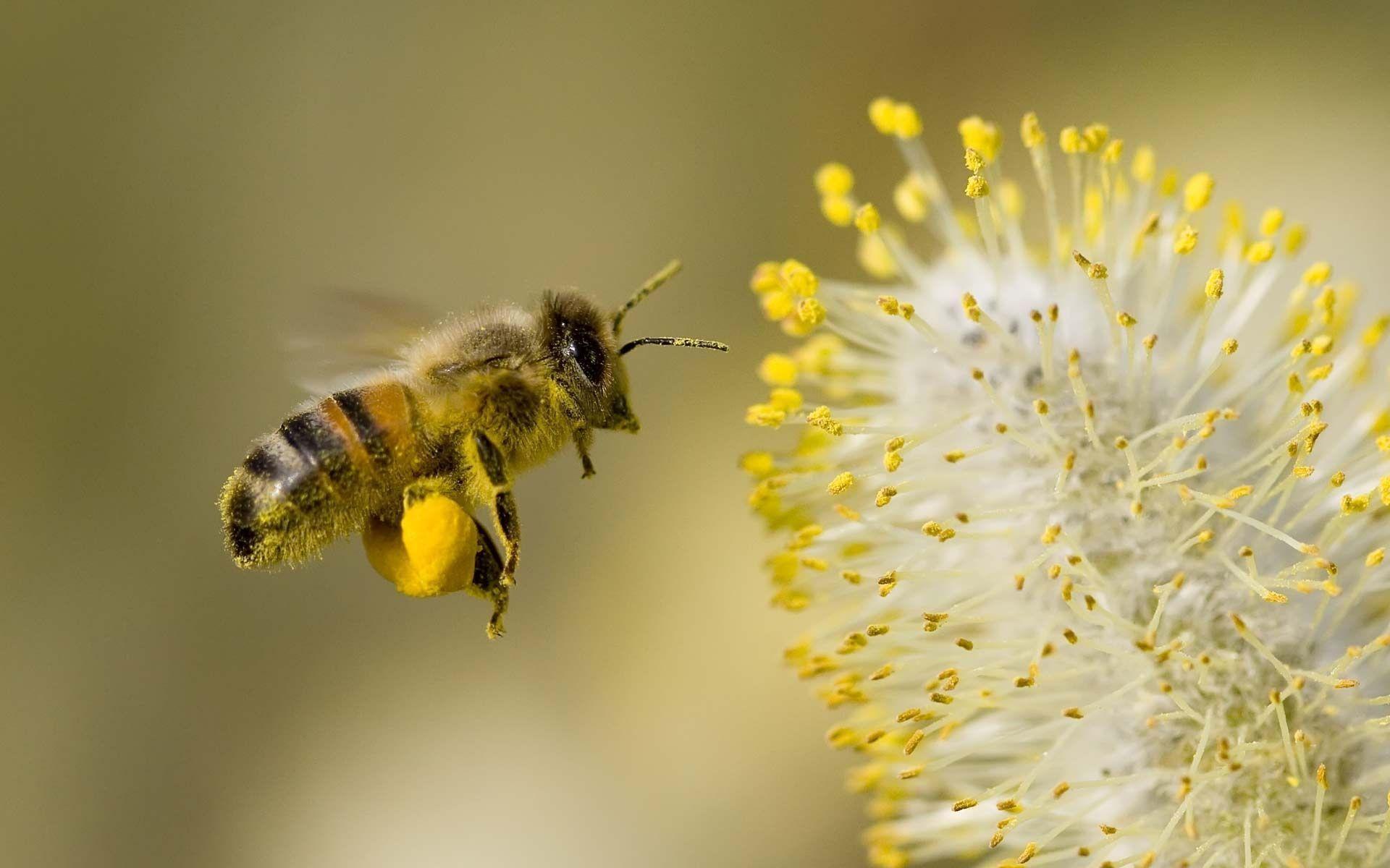 Bee Desktop Wallpapers - Top Free Bee Desktop Backgrounds - WallpaperAccess