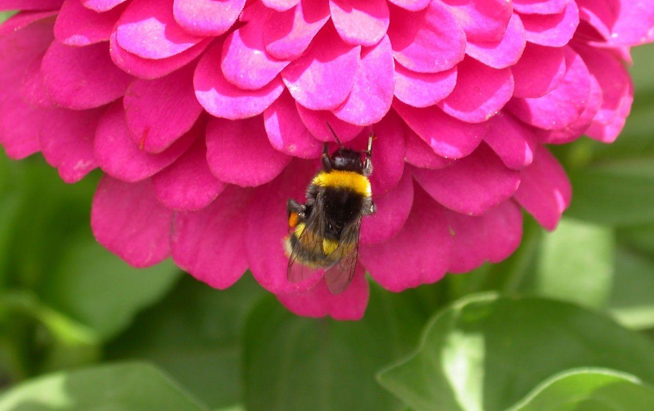 Bee and Flower Wallpapers - Top Free Bee and Flower Backgrounds ...