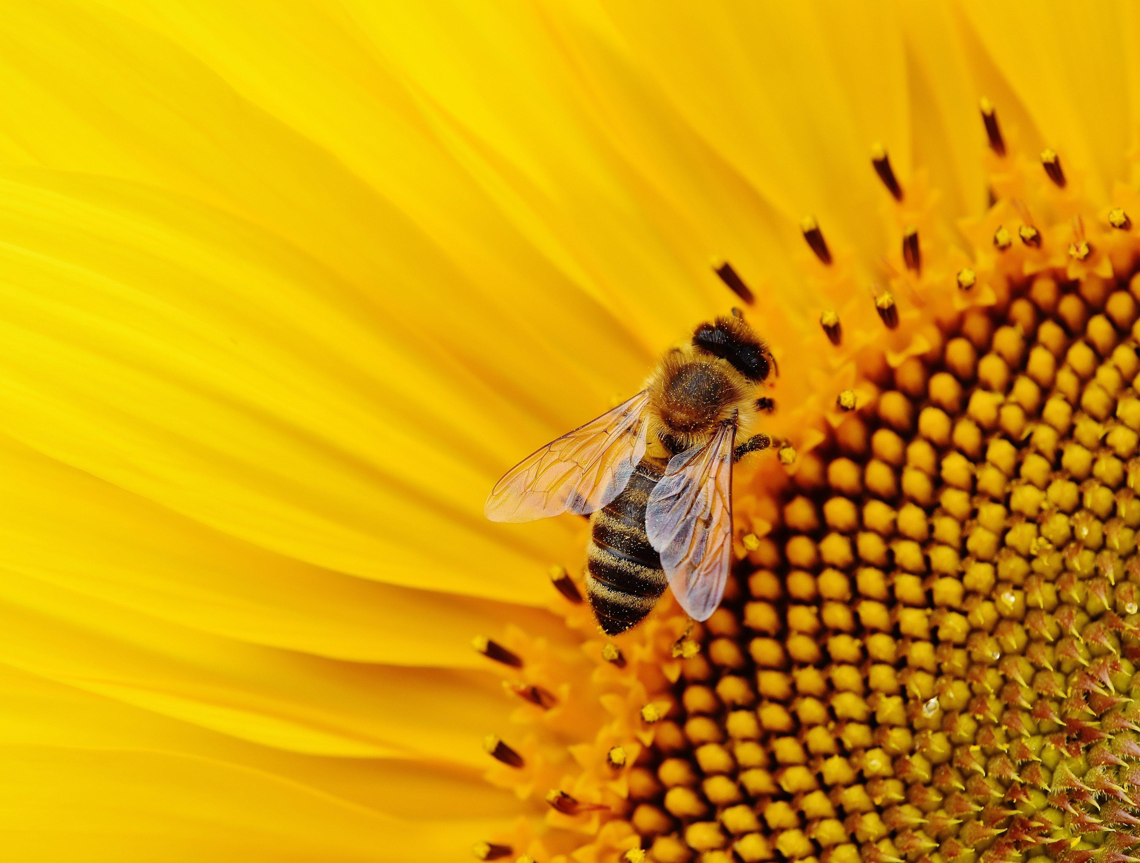 Bees and Flowers Wallpapers - Top Free Bees and Flowers Backgrounds ...